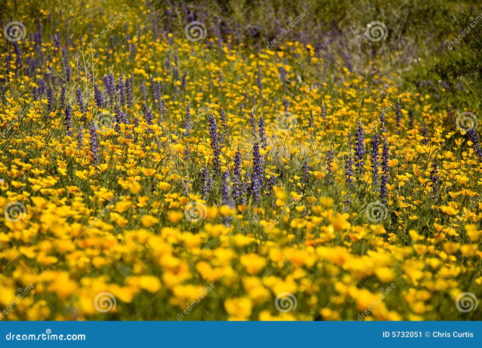 Desert Spring Wildflowers stock image. Image of sonoran - 5732051