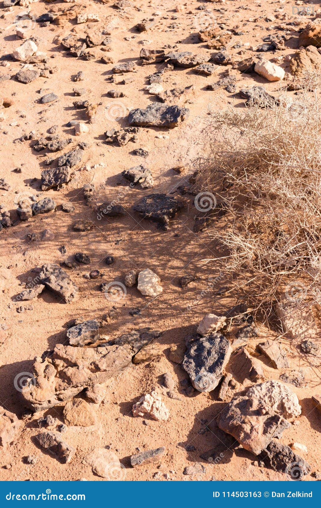 Desert Stones and Dry Bush. Stock Image - Image of canyon, color: 114503163