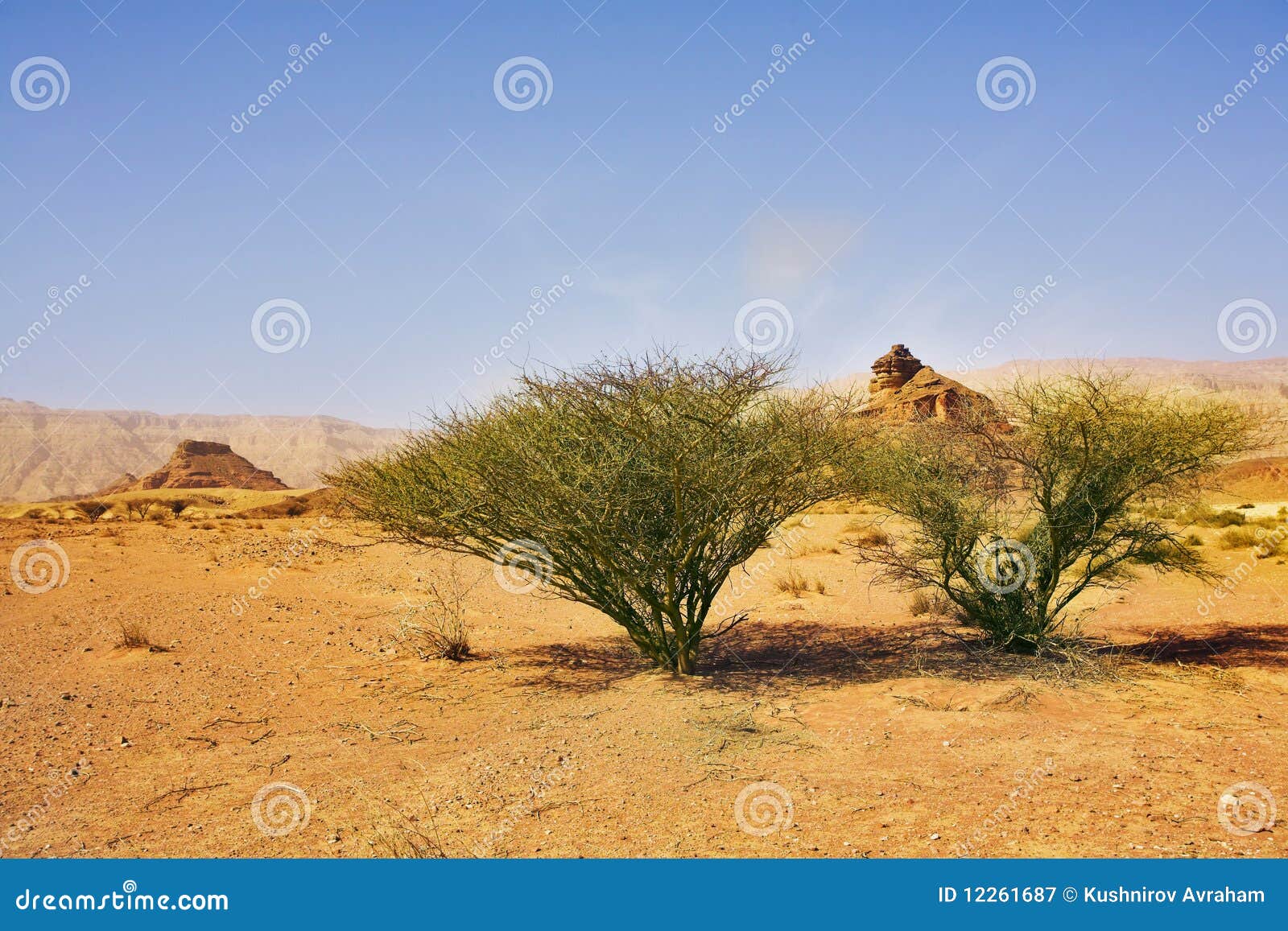 Desert, Stones and the Trees Stock Image - Image of rock, blue: 12261687