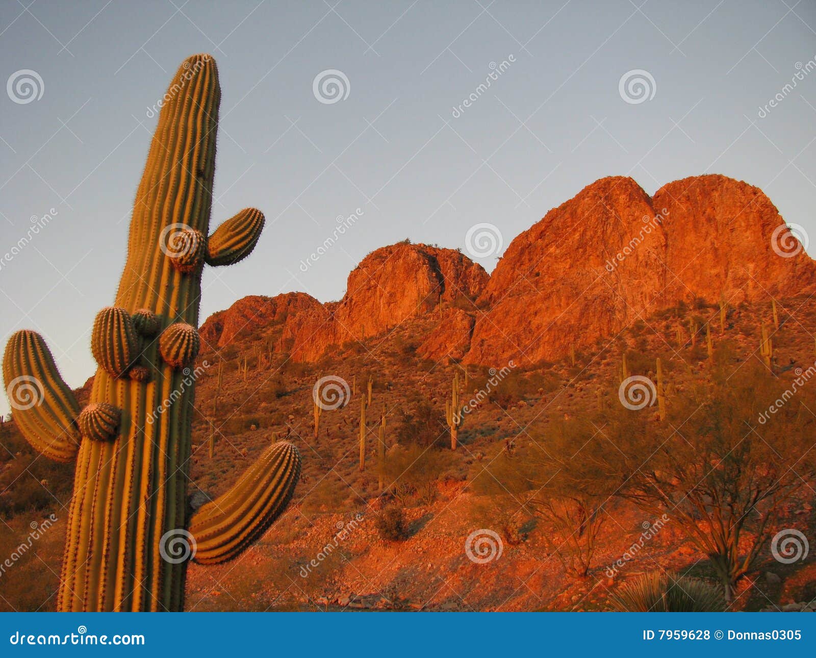 Desert Sunset stock photo. Image of desertscape, reflection - 7959628