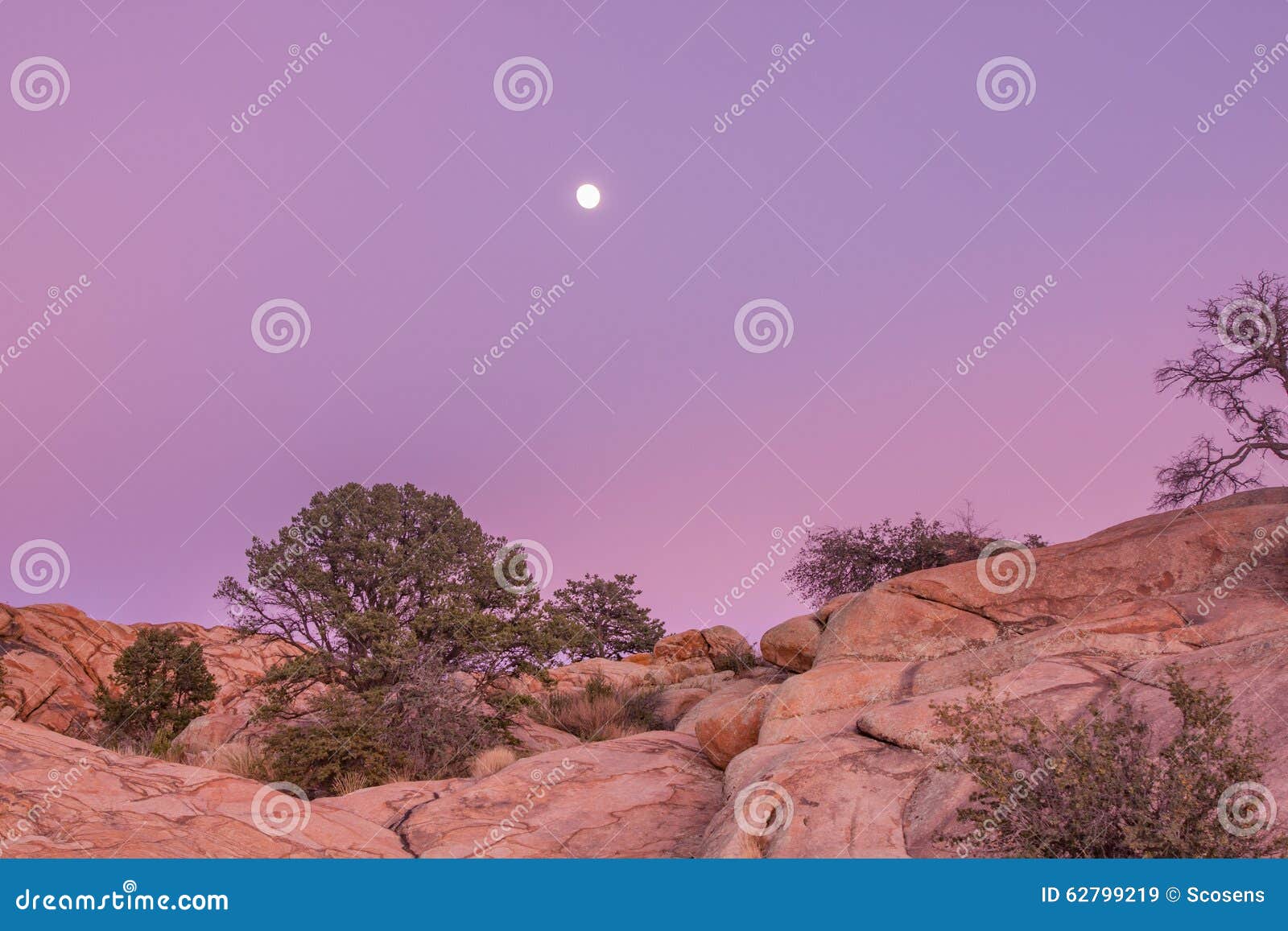 Desert Sunset Moonrise stock image. Image of scenic, tree - 62799219