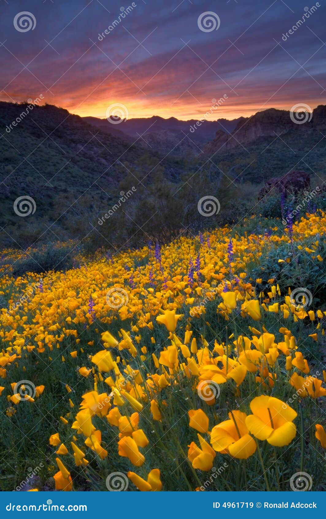 Desert Sunset and Poppies stock image. Image of arizona - 4961719