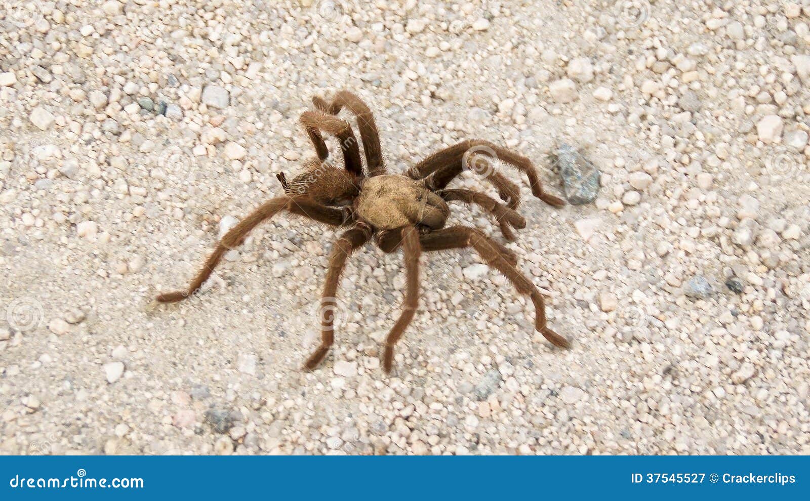 Desert Tarantula stock image. Image of southwest, california - 37545527