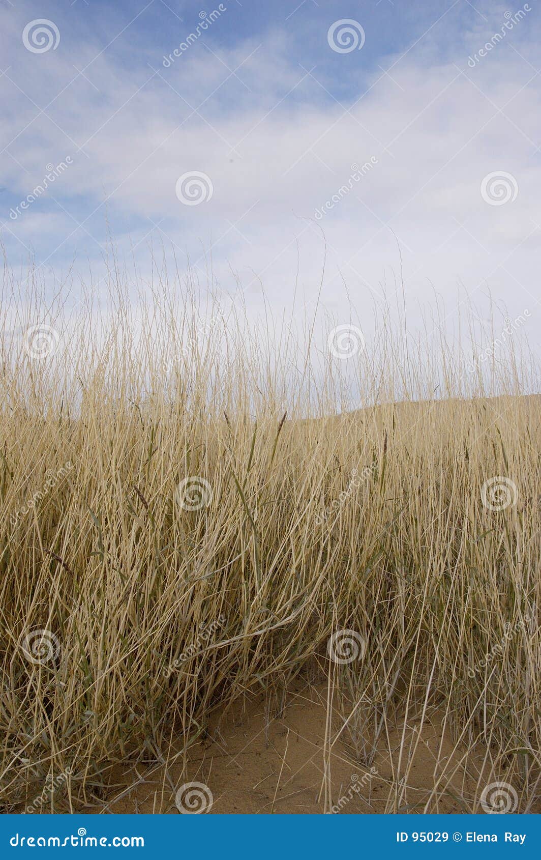 Desert Texture stock image. Image of earth, mojave, desert - 95029
