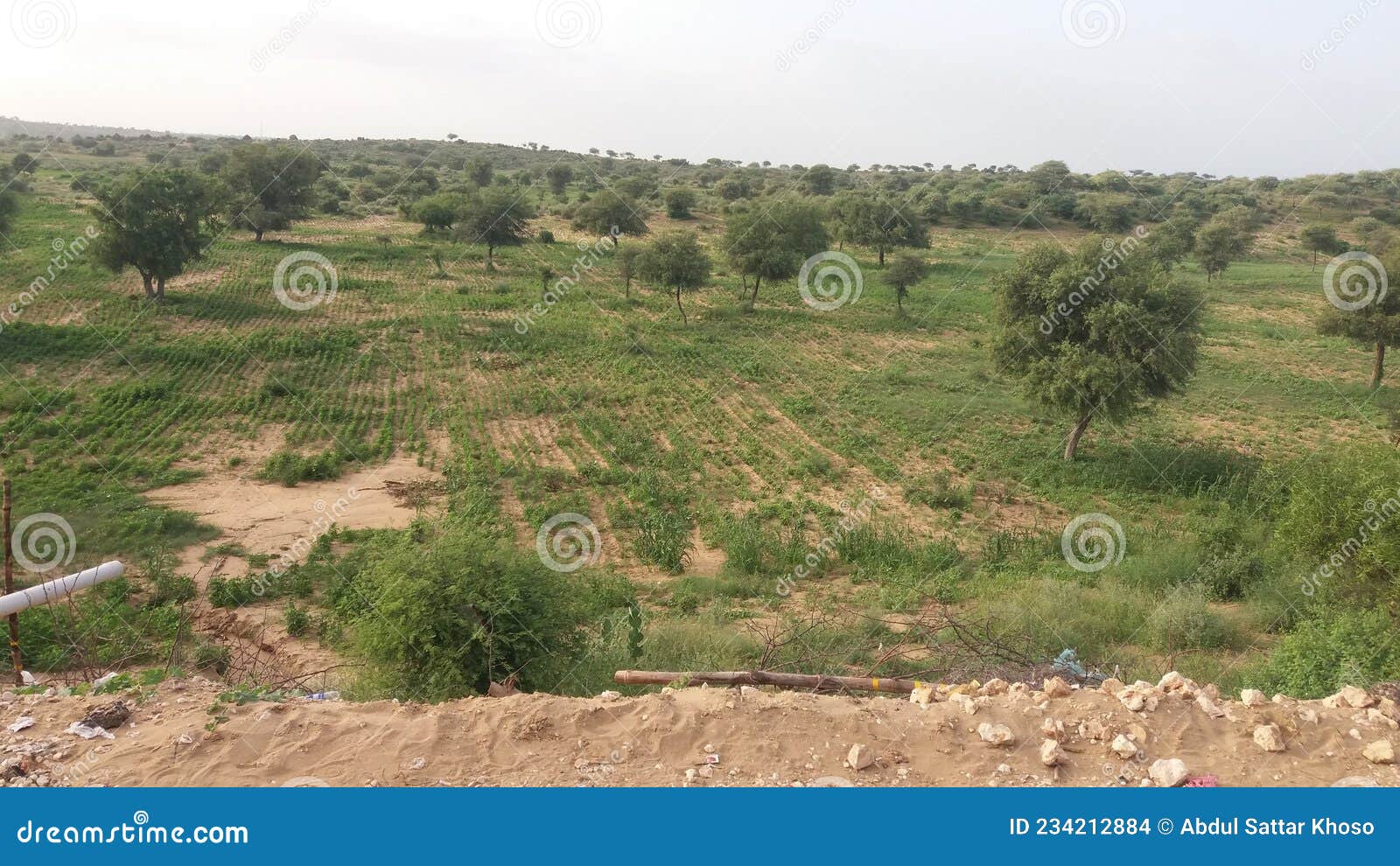 Desert Thar after rain stock photo. Image of wadi, valley - 234212884