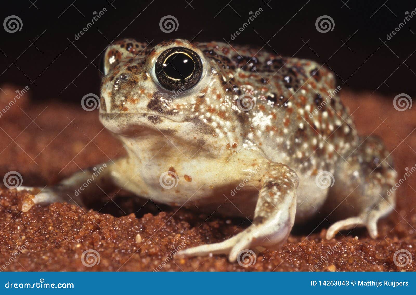Desert toad stock image. Image of sleep, amphibian, amphibians - 14263043