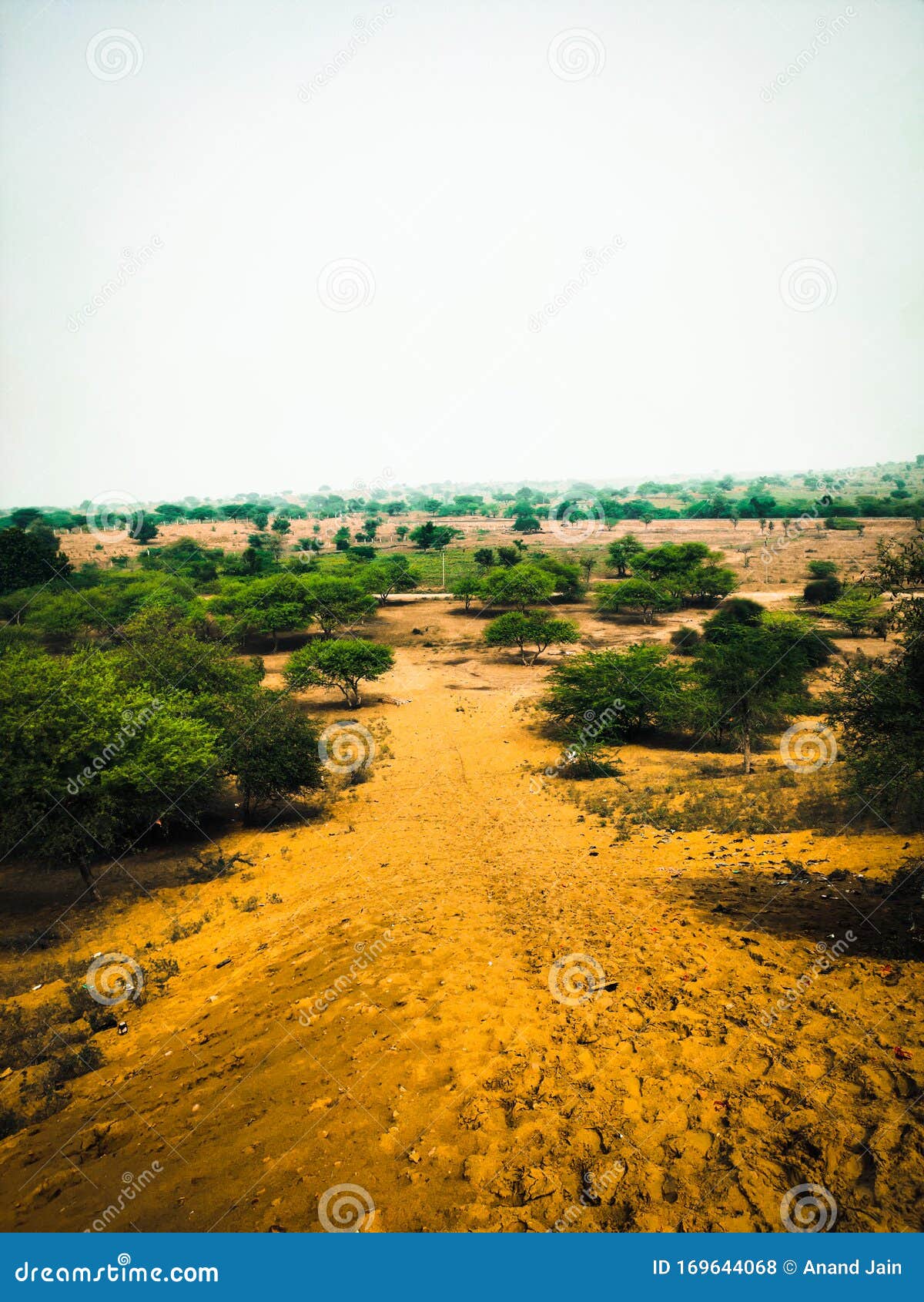 Desert Top View with Many Trees Stock Photo - Image of trees ...