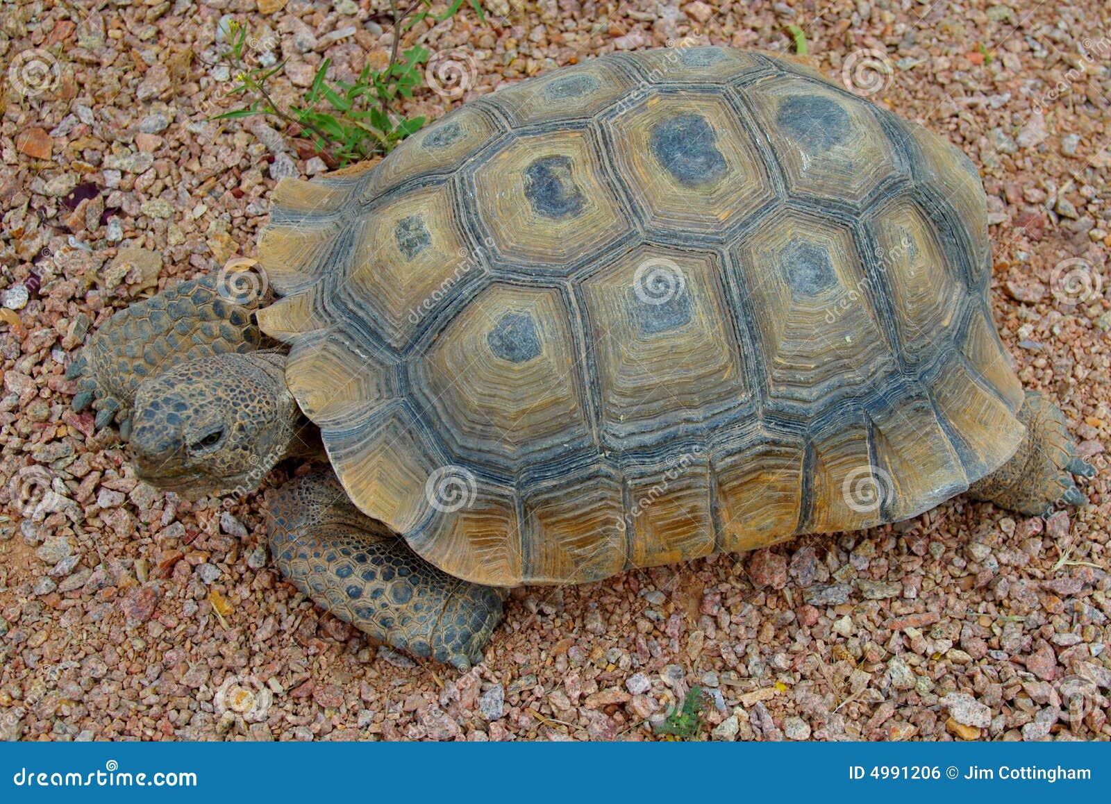 Desert Tortoise Shell Pattern
