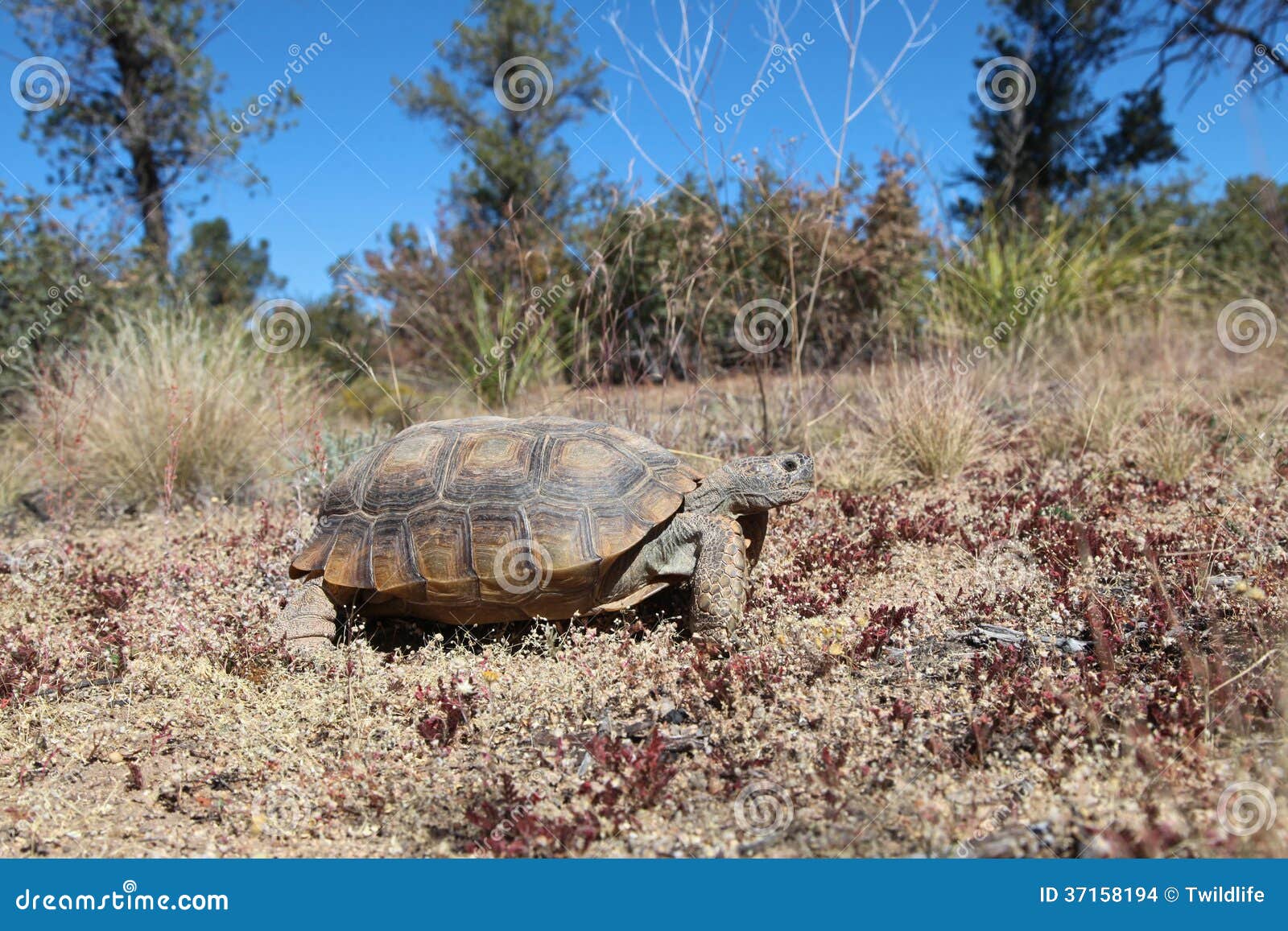 Desert Tortoise in Arizona stock photo. Image of nature - 37158194