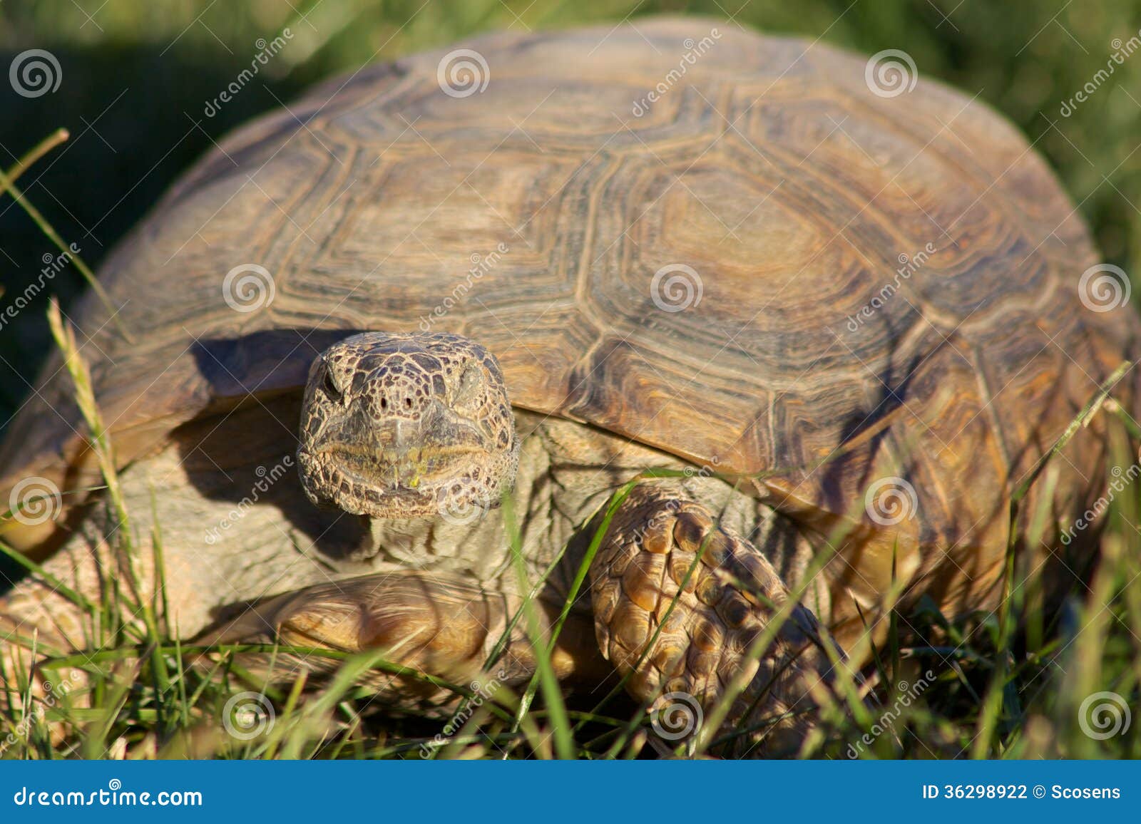 Desert Tortoise Head on stock photo. Image of reptile - 36298922