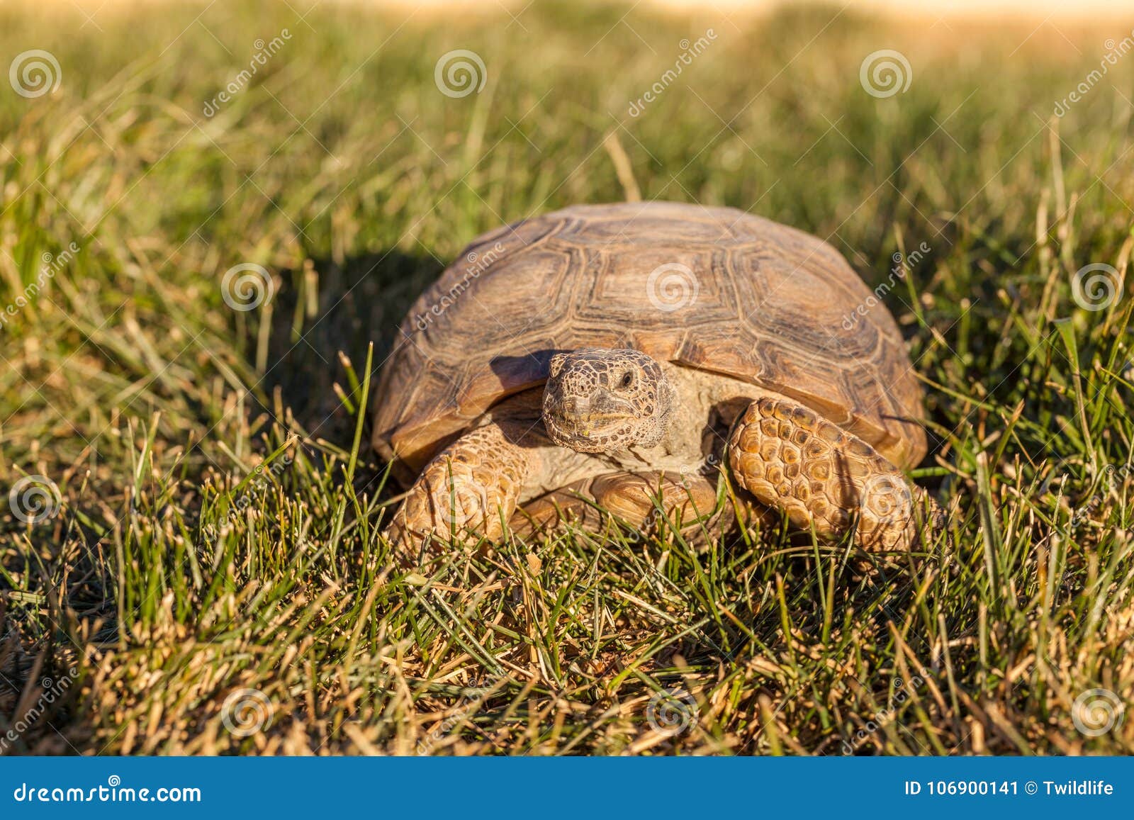 Desert Tortoise Head on stock image. Image of desert - 106900141
