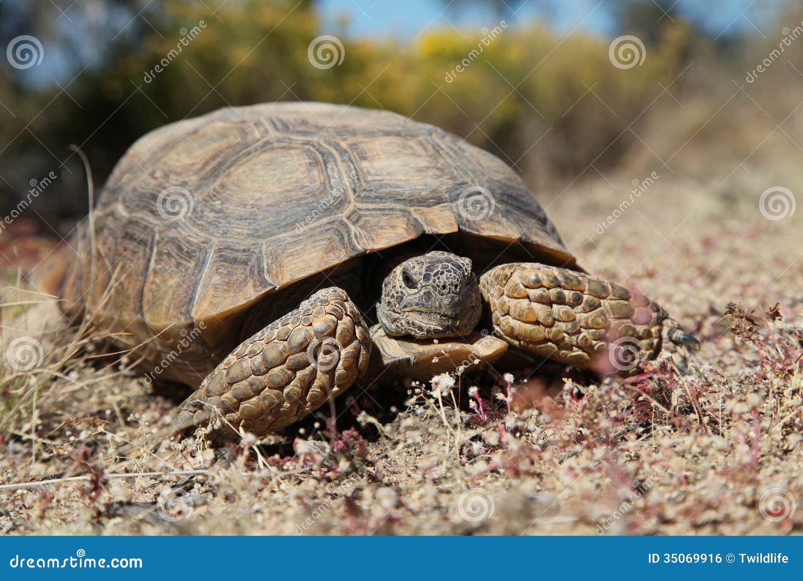 Desert Tortoise Head on stock photo. Image of wild, animal - 35069916
