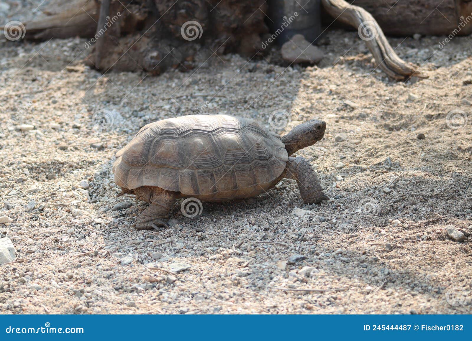 Desert Tortoise 1 stock image. Image of desert, local - 245444487