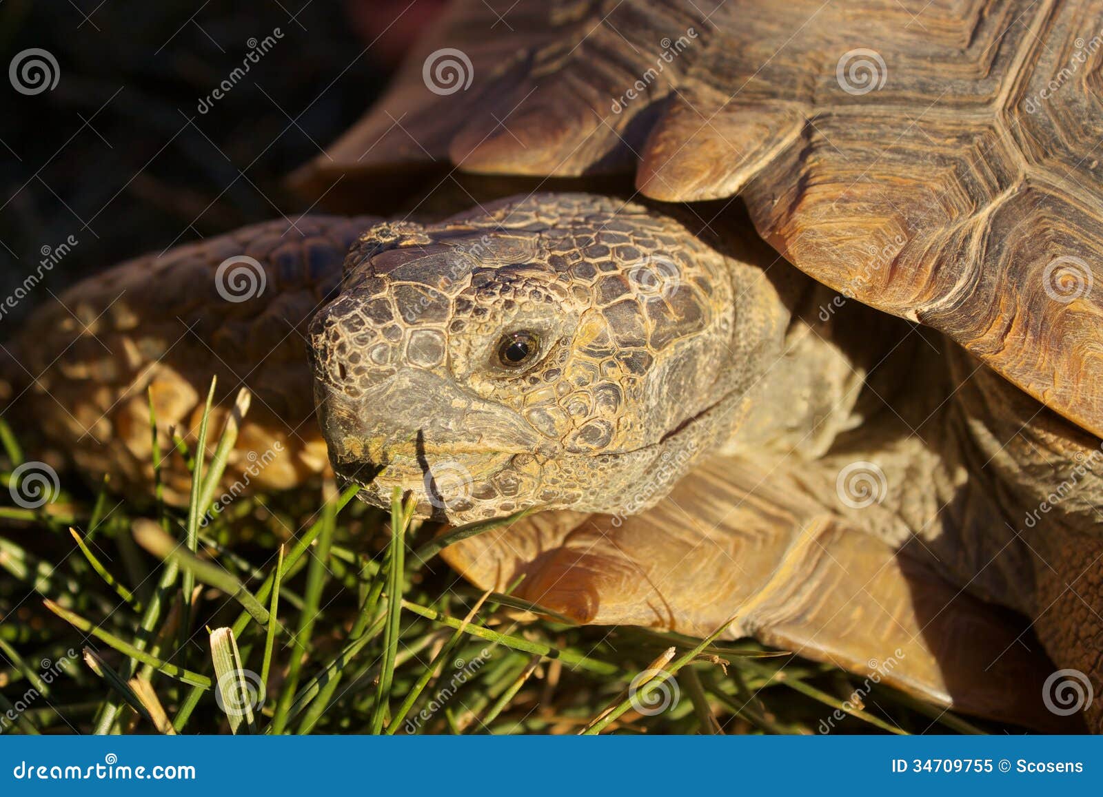Desert Tortoise Portrait stock image. Image of animal - 34709755