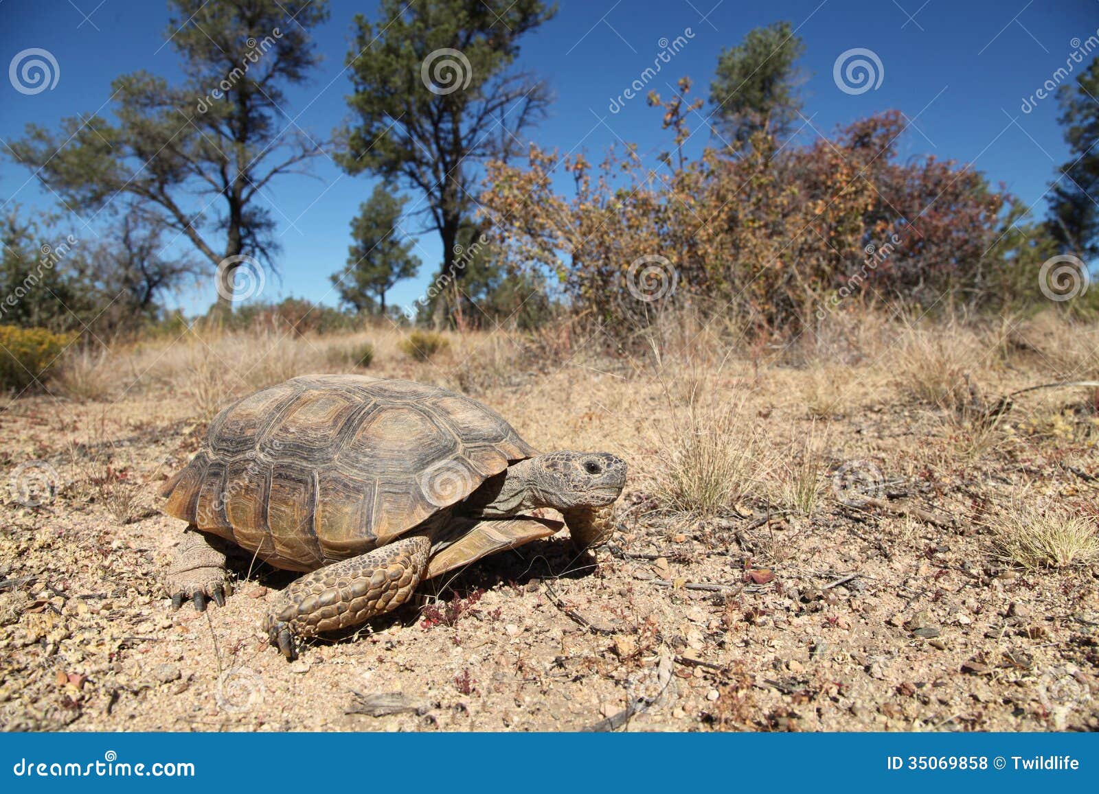 Desert Tortoise stock photo. Image of animal, outdoors - 35069858