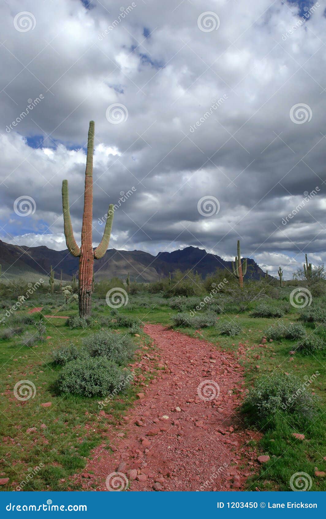 Desert Trail Stock Photo | CartoonDealer.com #1203450