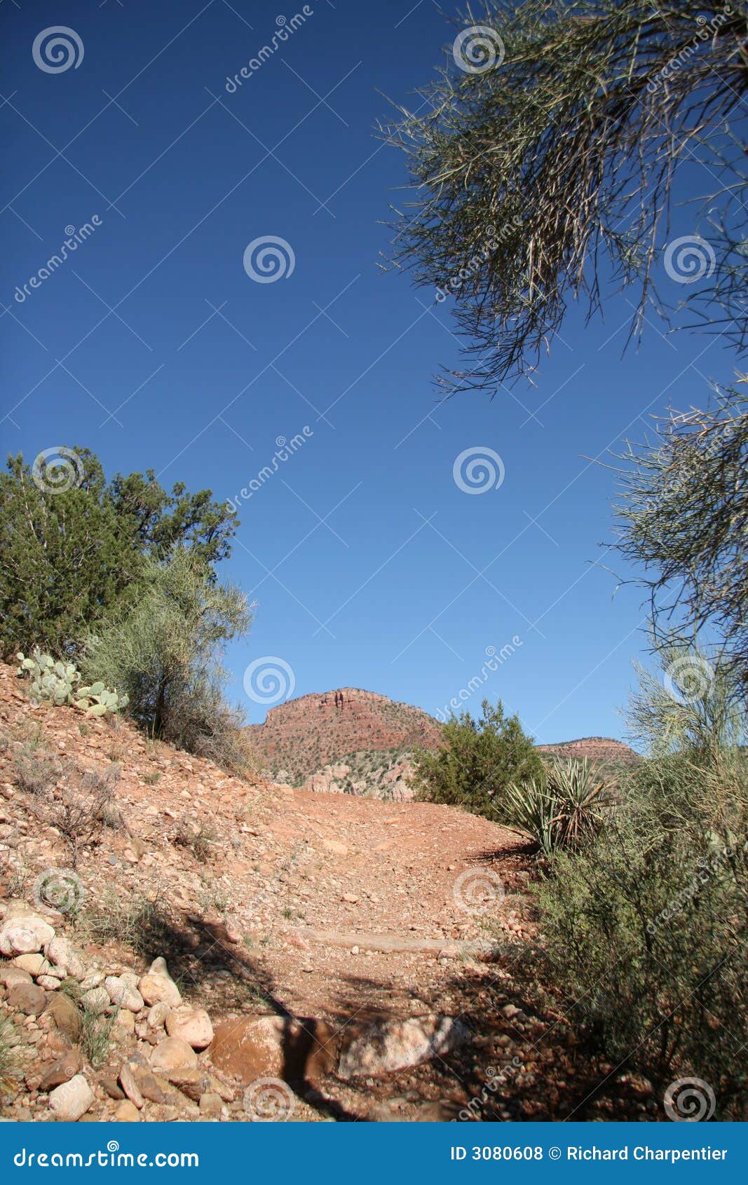 Desert Trail stock photo. Image of lush, desert, sycamore - 3080608