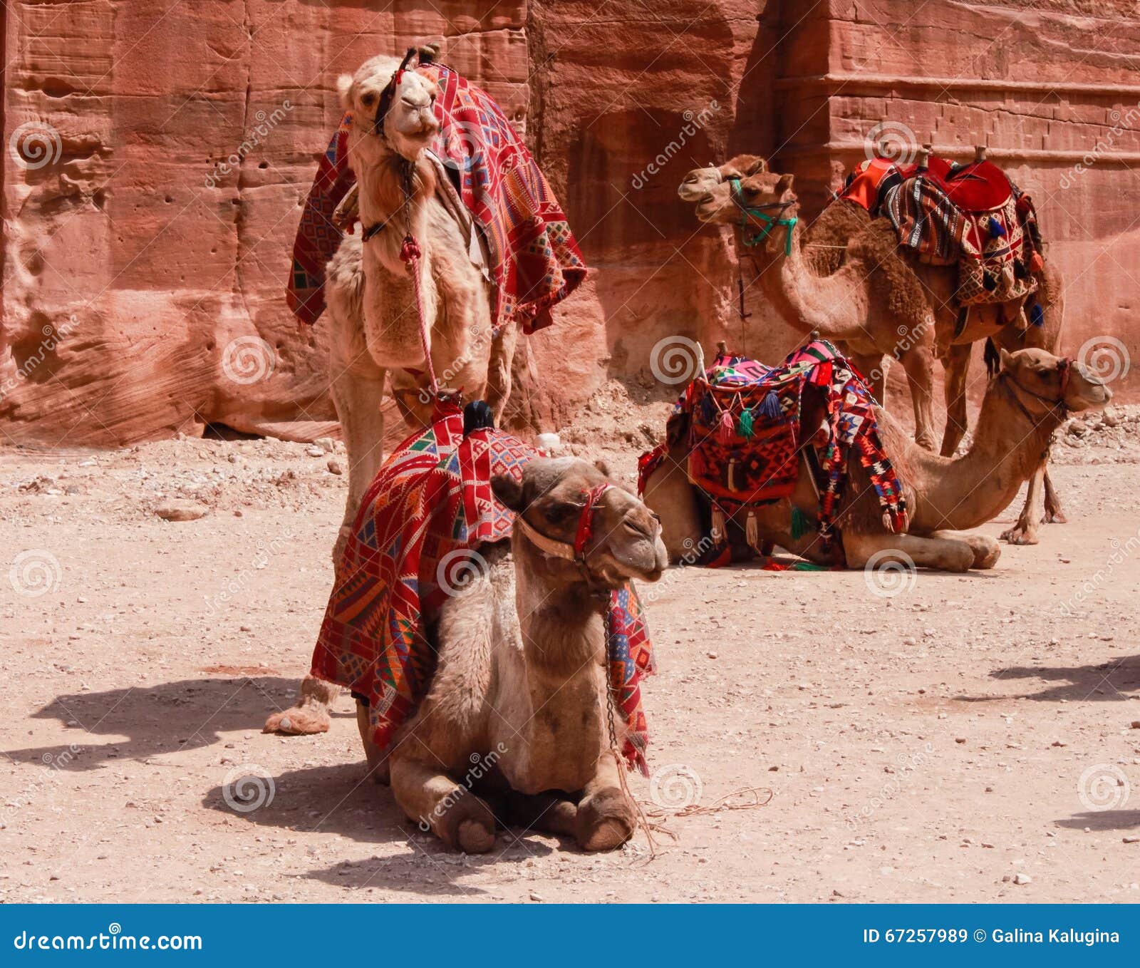Desert transportation stock image. Image of middleeast - 67257989