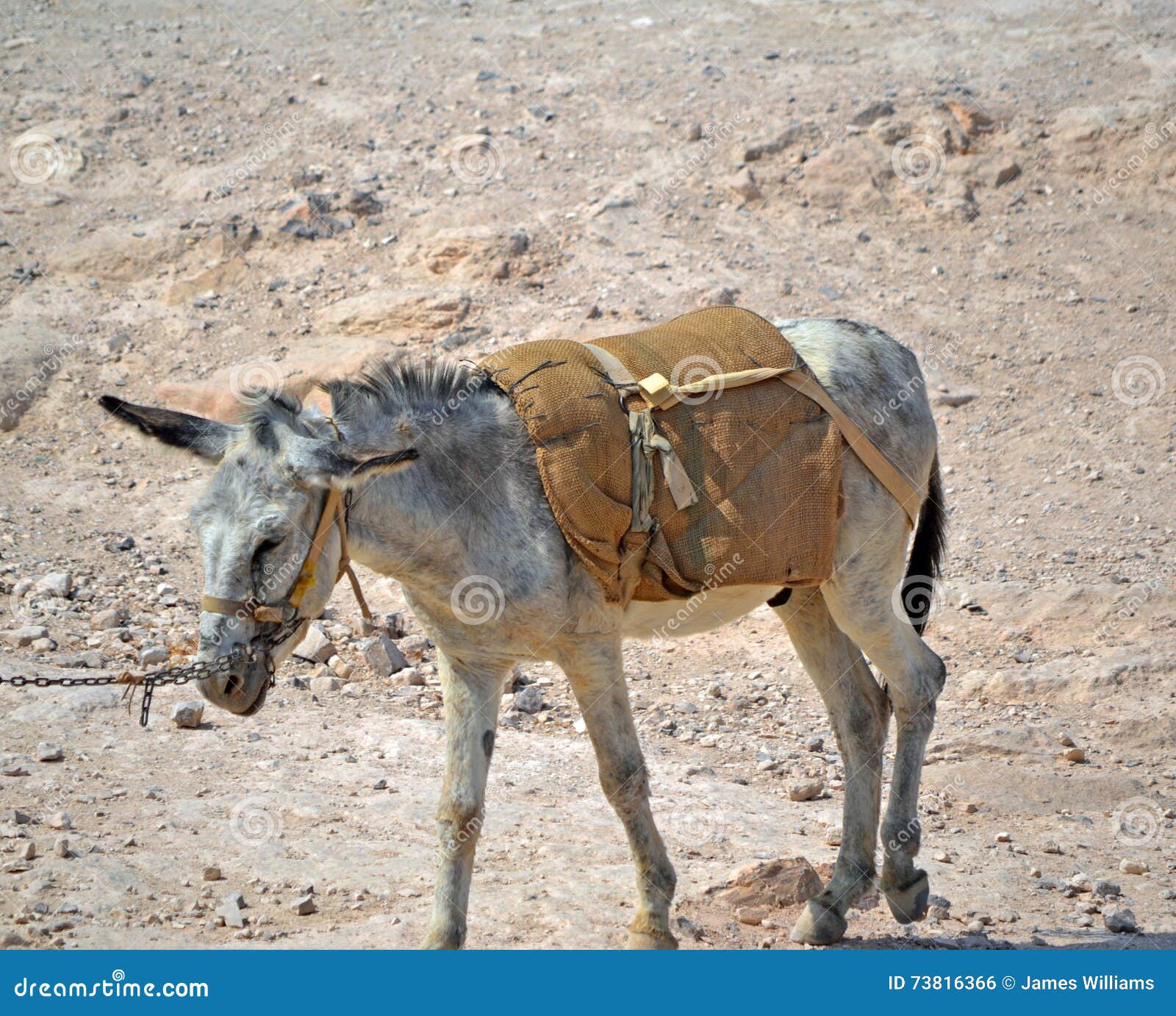 Desert Transportation stock photo. Image of color, animal - 73816366
