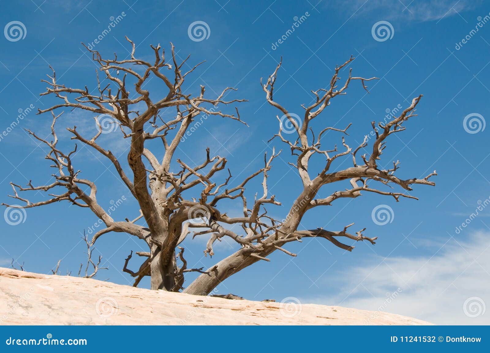 Desert tree stock photo. Image of left, nature, blue - 11241532