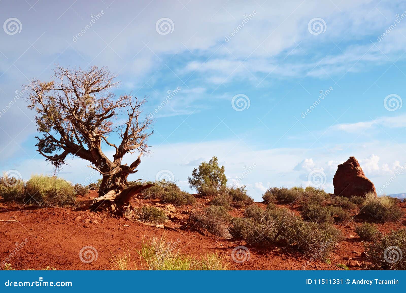 Desert Tree stock image. Image of natural, nature, sandstone - 11511331