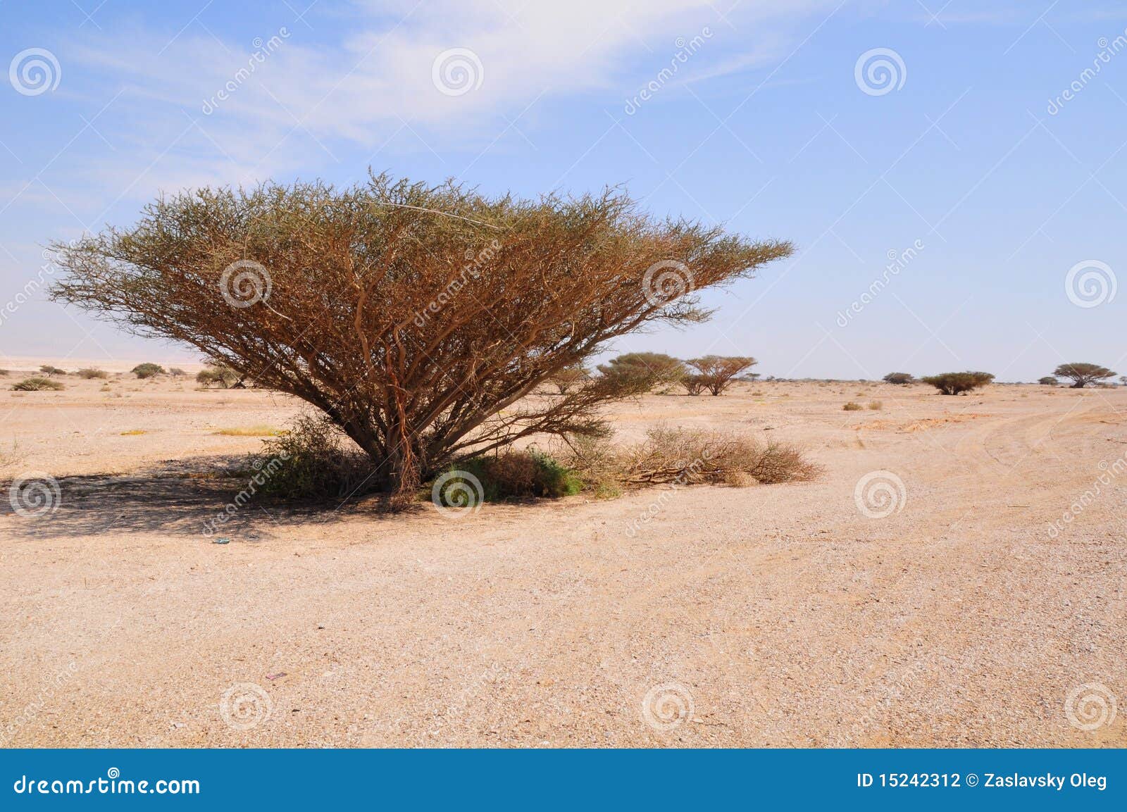 Desert tree. stock photo. Image of tourist, travel, space - 15242312