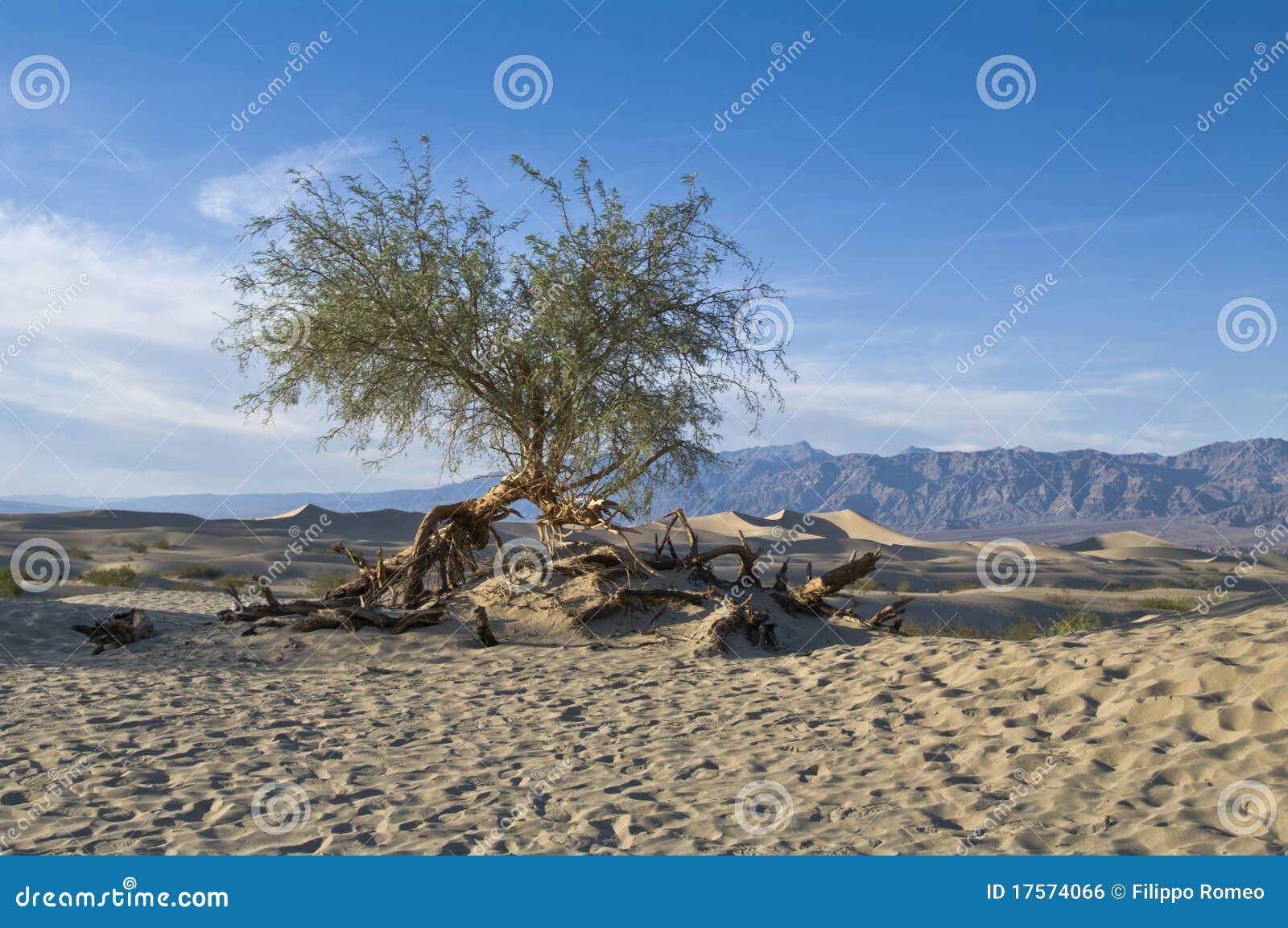 Desert tree stock photo. Image of holiday, park, bright - 17574066