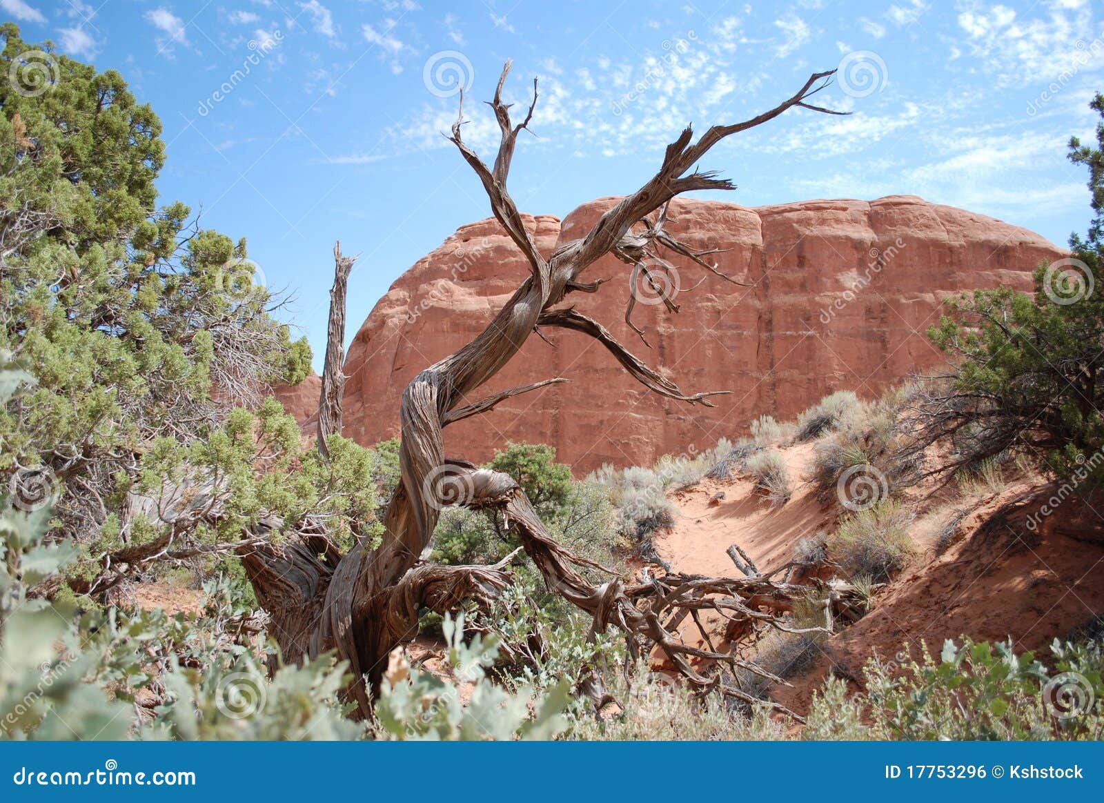 Desert Tree stock photo. Image of twisted, branches, plants - 17753296