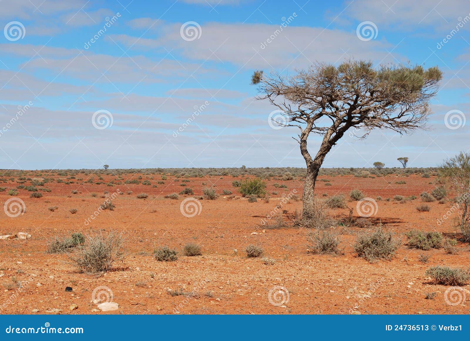 Desert Tree Stock Image | CartoonDealer.com #9169303