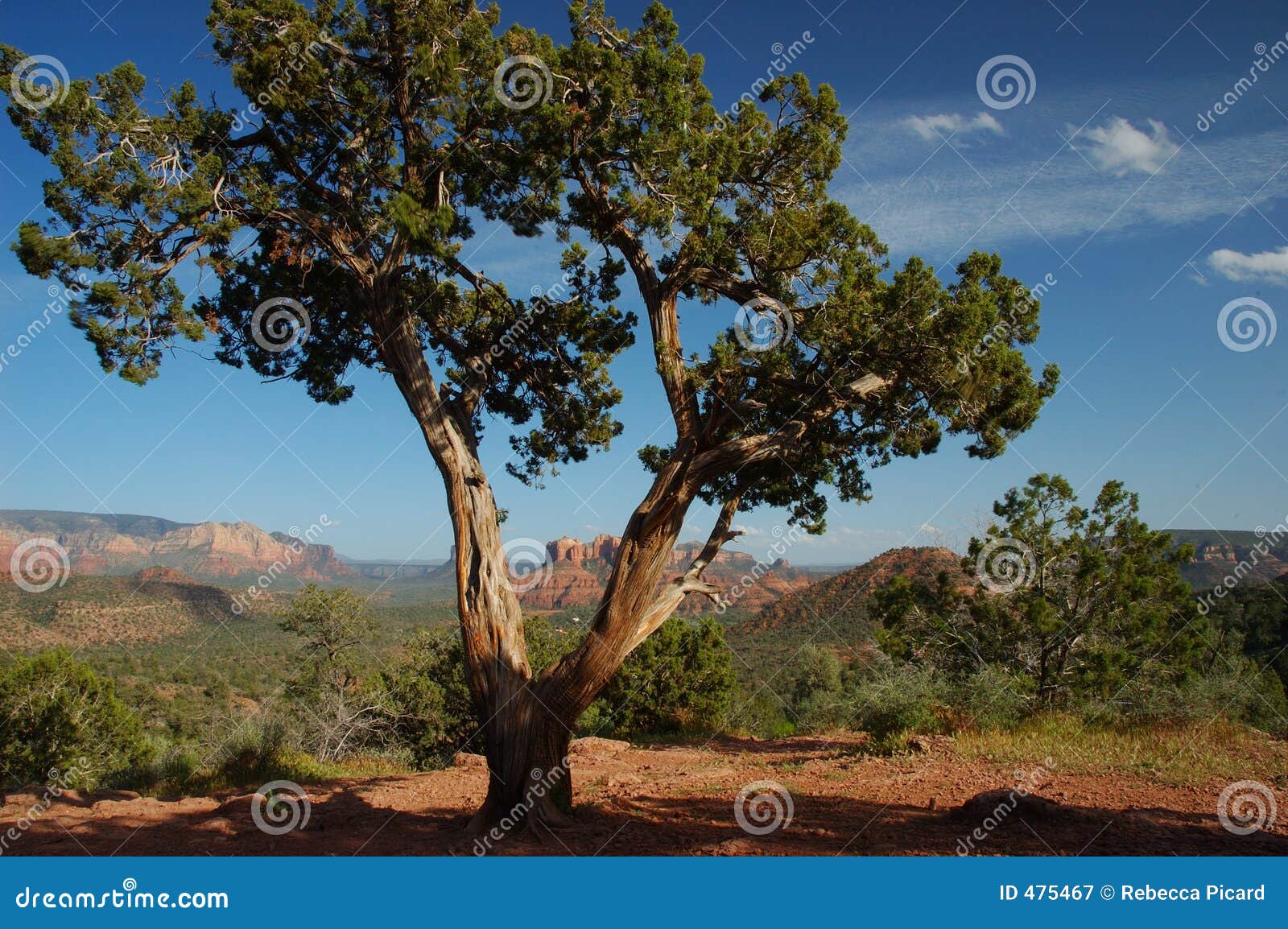 Desert Tree stock image. Image of inspirational, park, geology - 475467