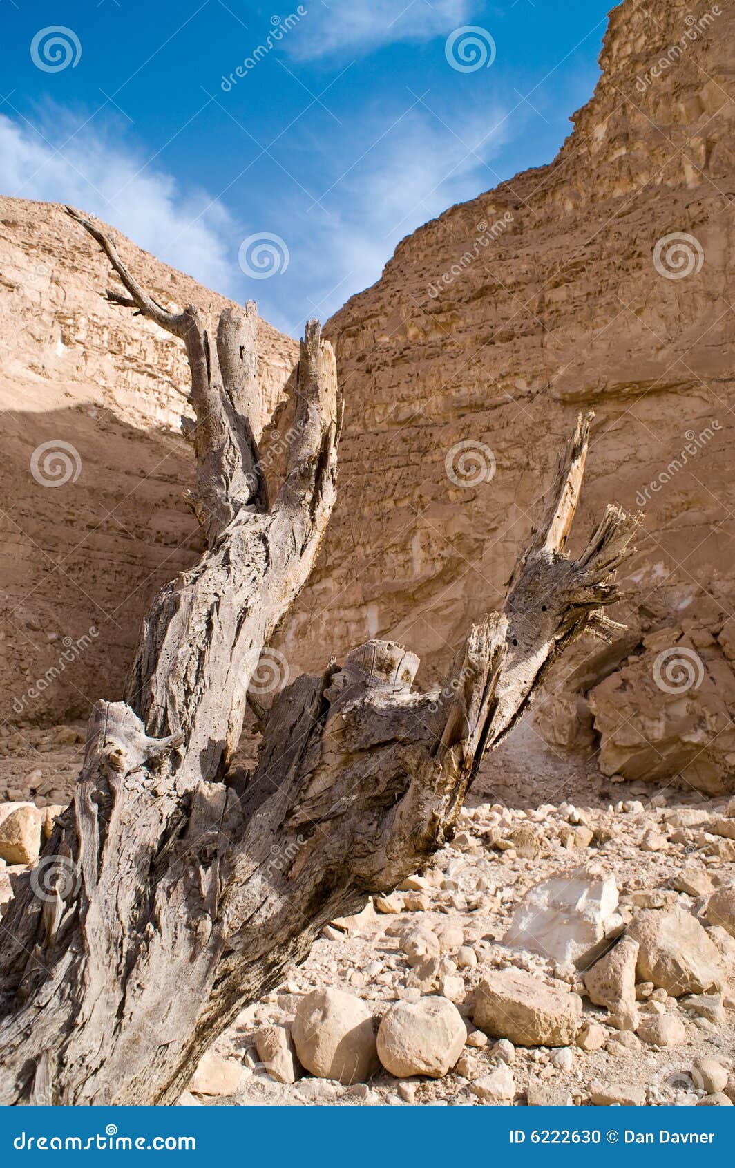 Desert tree stock photo. Image of color, outdoors, south - 6222630