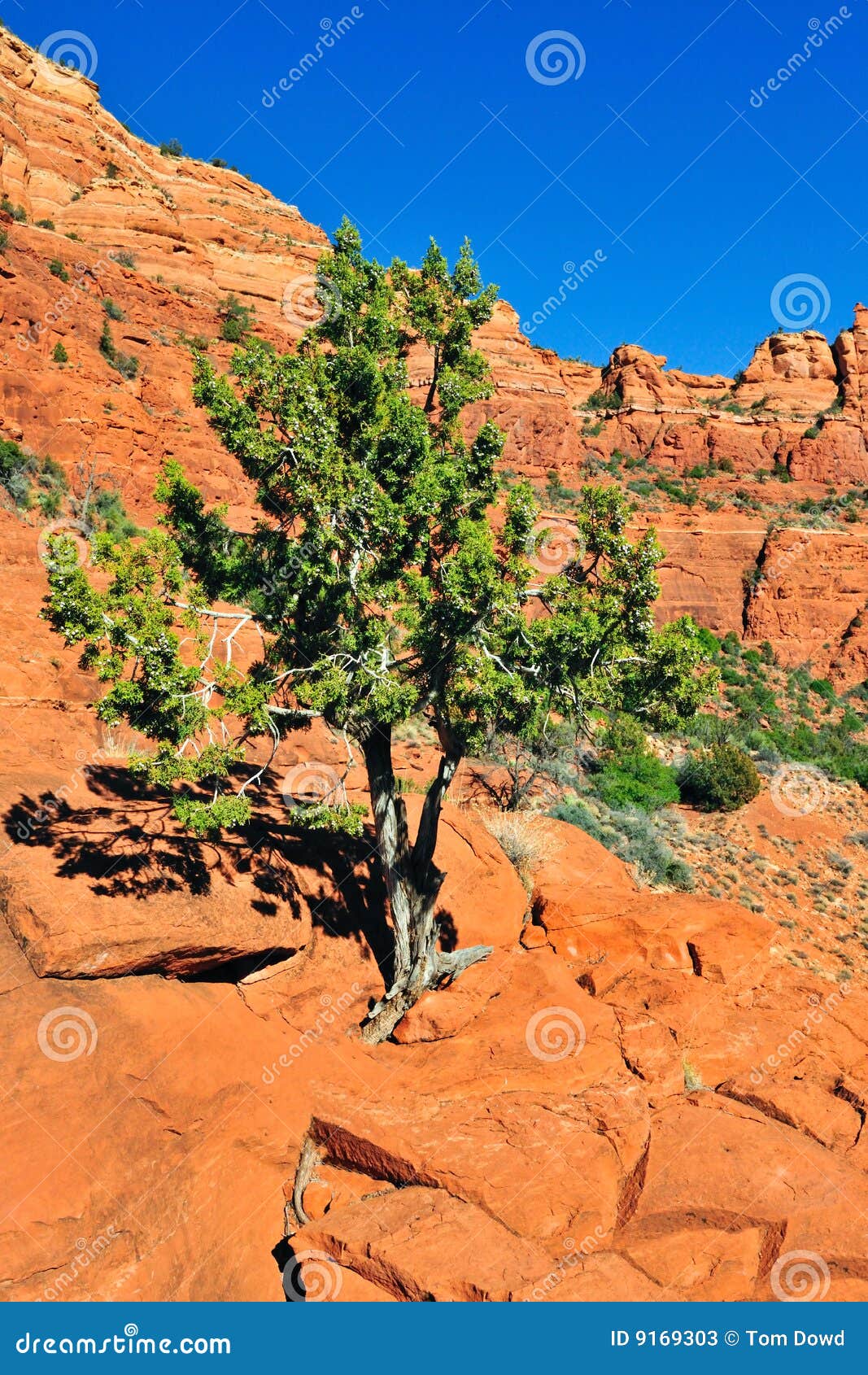 Desert Tree Stock Image | CartoonDealer.com #9169303