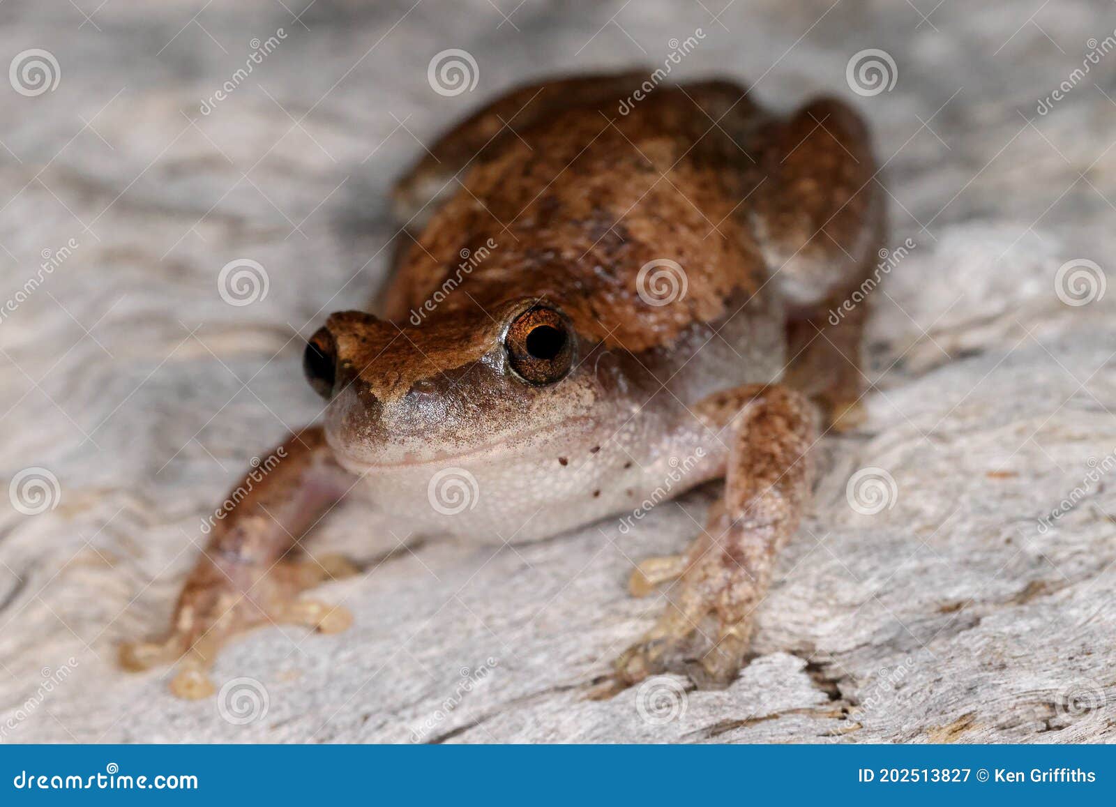 Desert Tree Frog stock image. Image of wildlife, australia - 202513827
