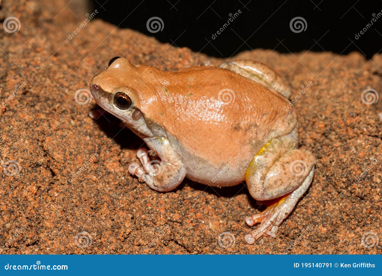 Desert Tree frog stock image. Image of frog, rubella - 195140791