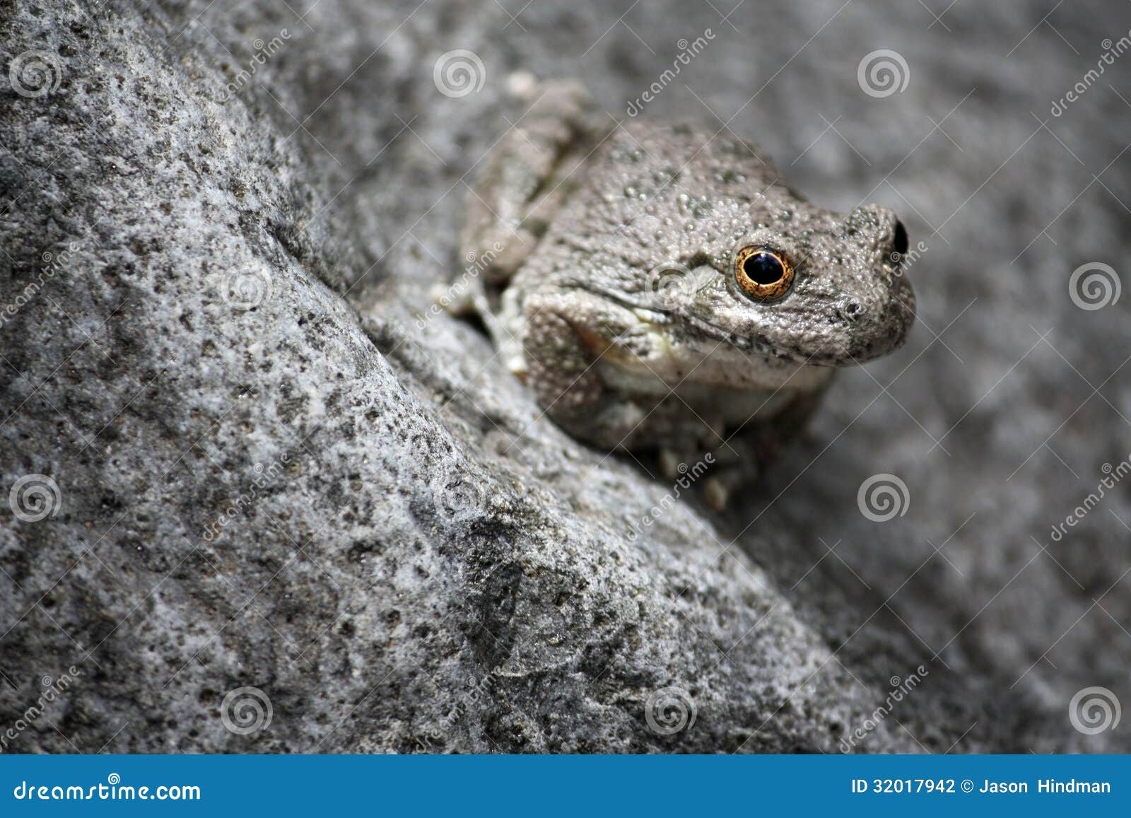 Desert tree frog stock photo. Image of tree, creek, desert - 32017942