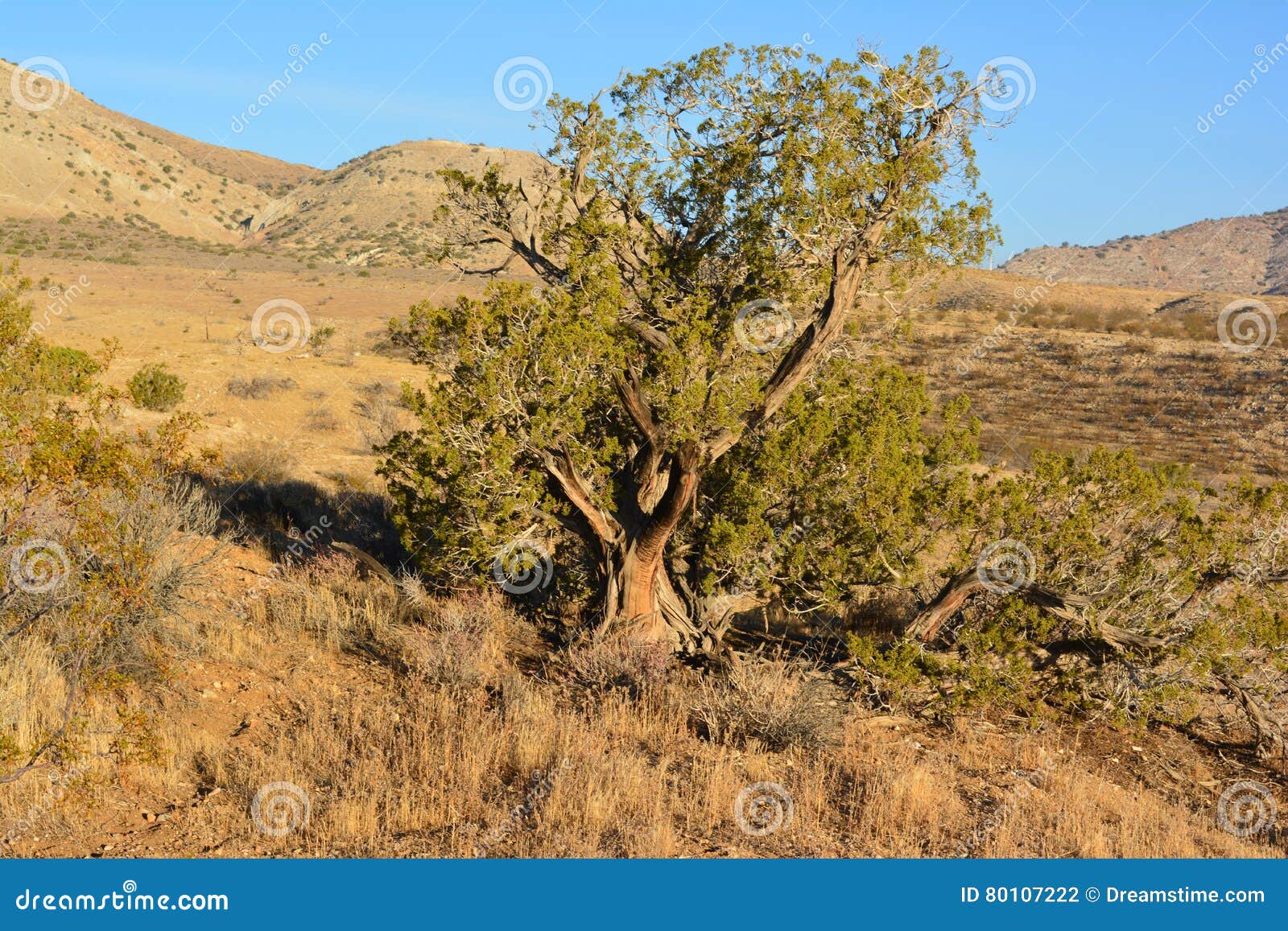 Desert tree stock photo. Image of green, trees, tree - 80107222