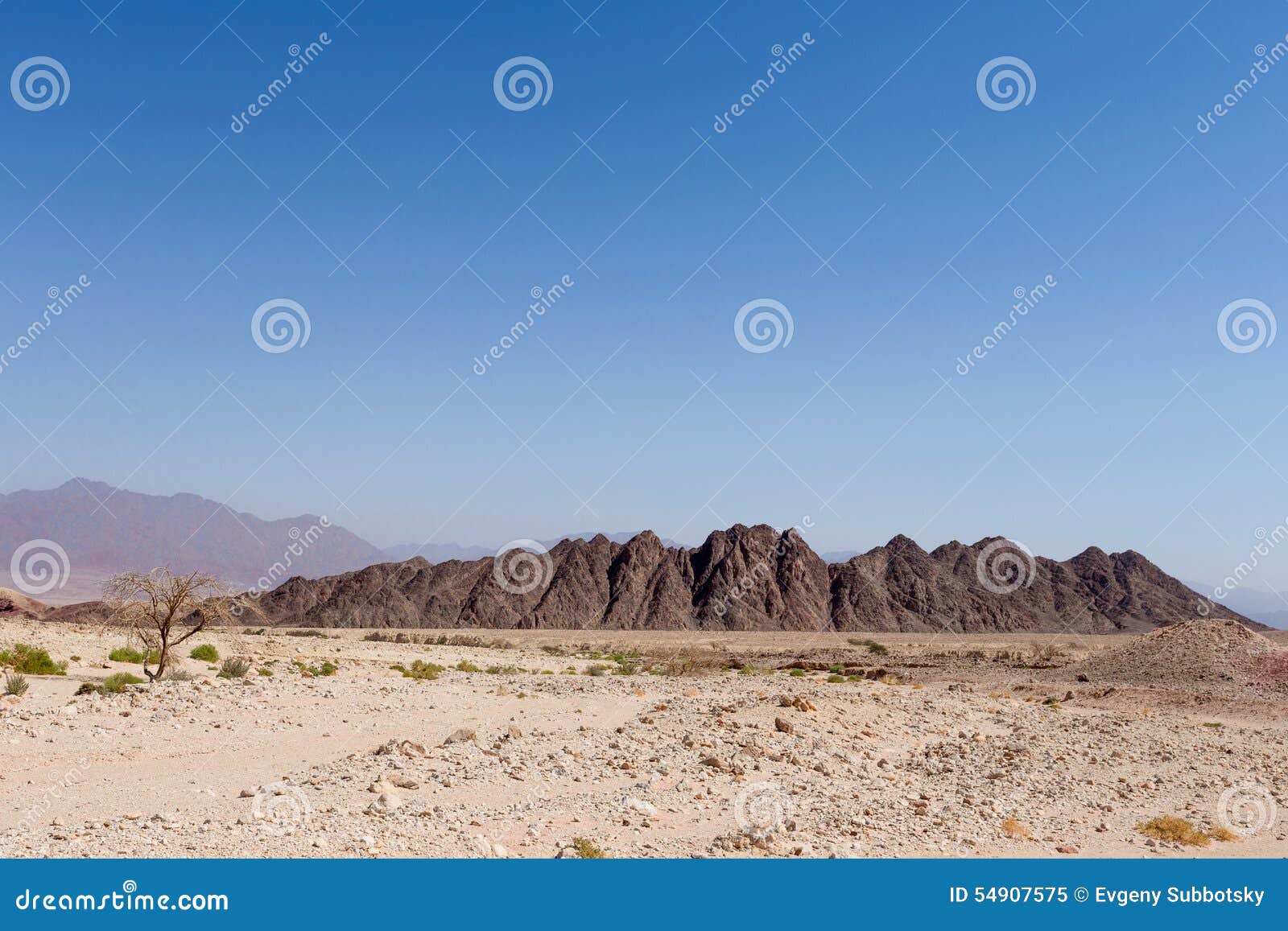 Desert tree and mountains. stock image. Image of stone - 54907575