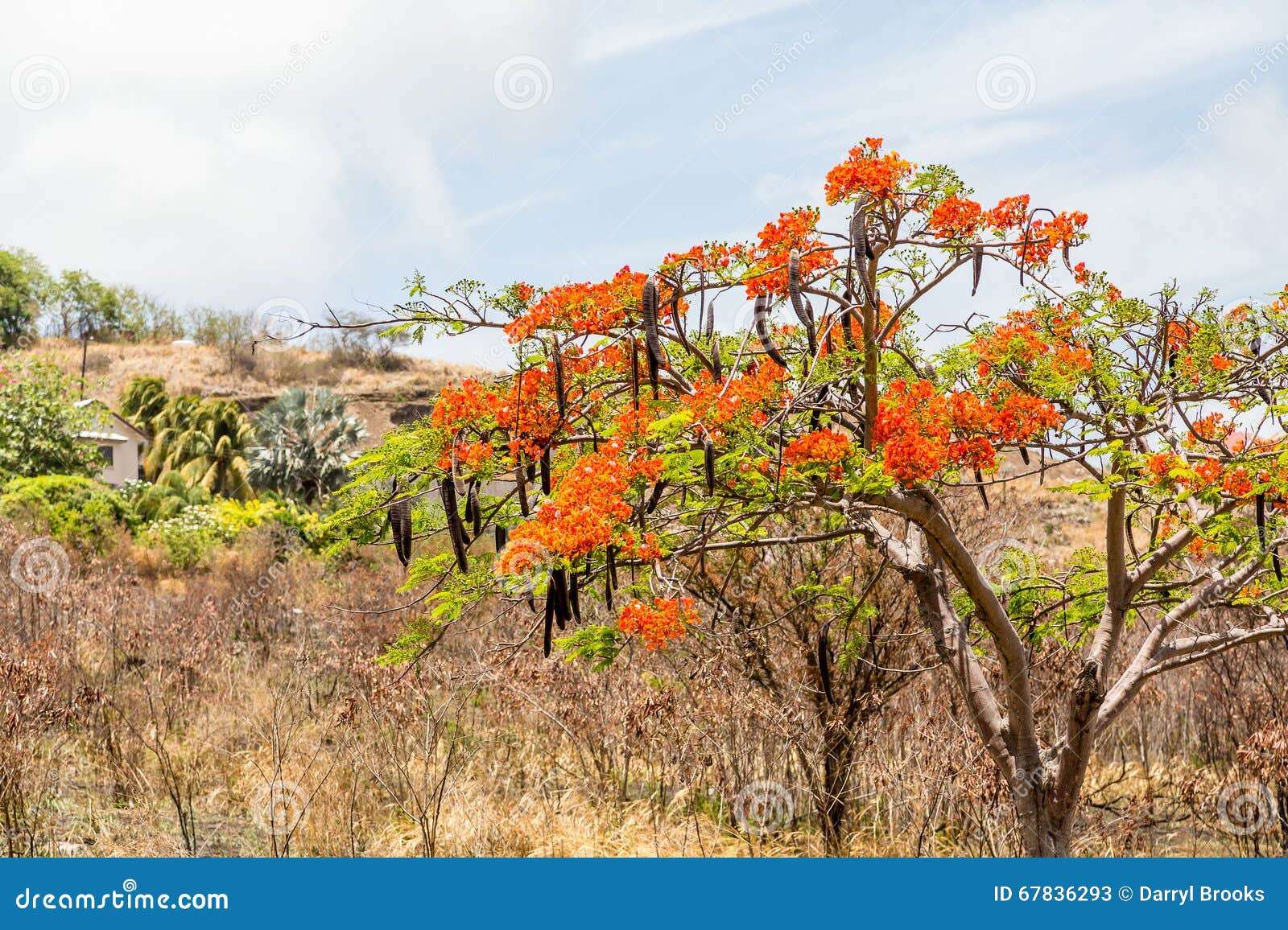 Desert Tree with Orange Flowers Stock Image - Image of bloom, cactus ...