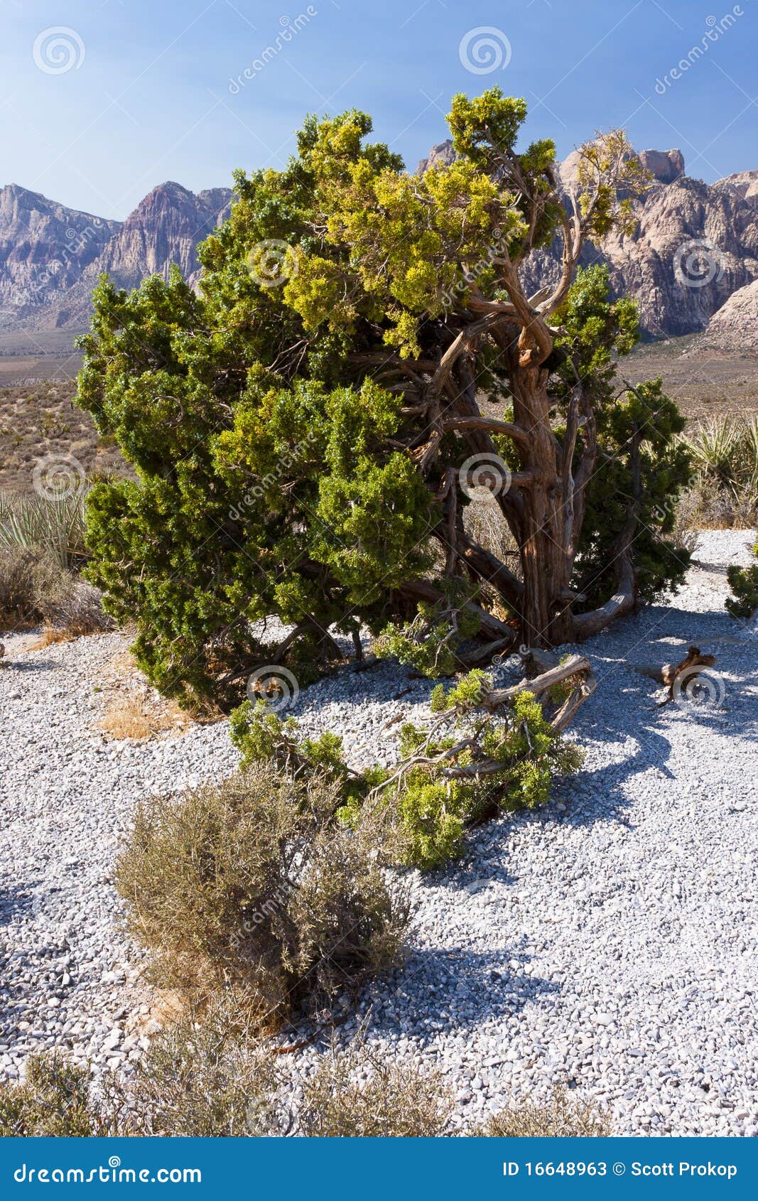 Desert Tree at Red Rock Canyon Stock Image - Image of vacations, green ...