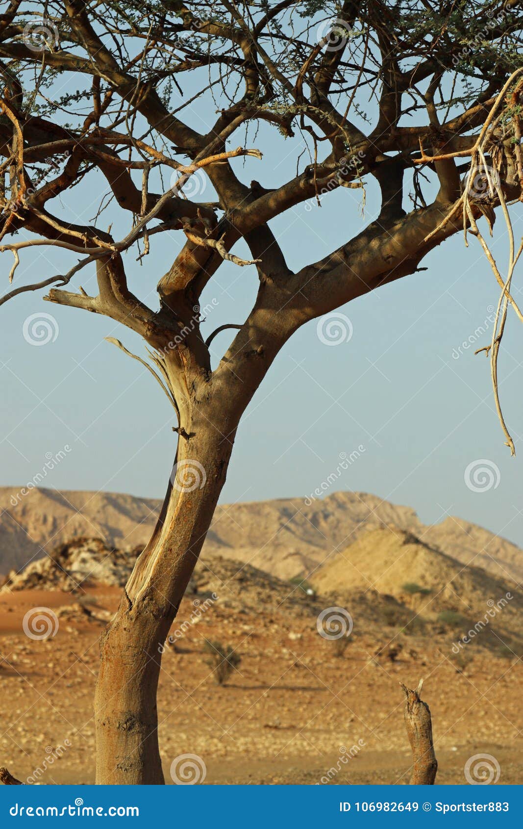 Desert Tree in United Arab Emirates Stock Image - Image of branch ...