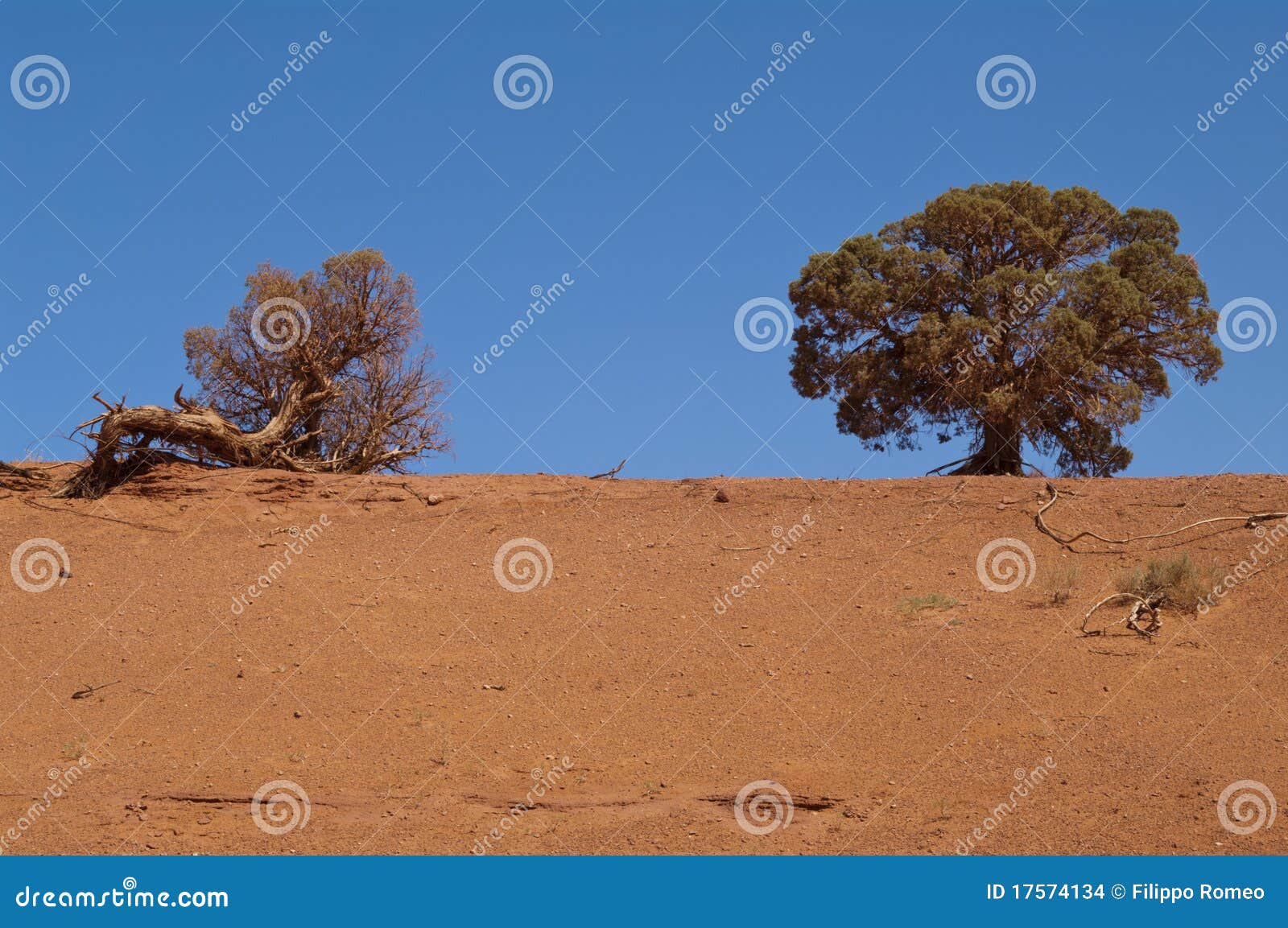 Desert trees stock photo. Image of park, knaggy, monument - 17574134