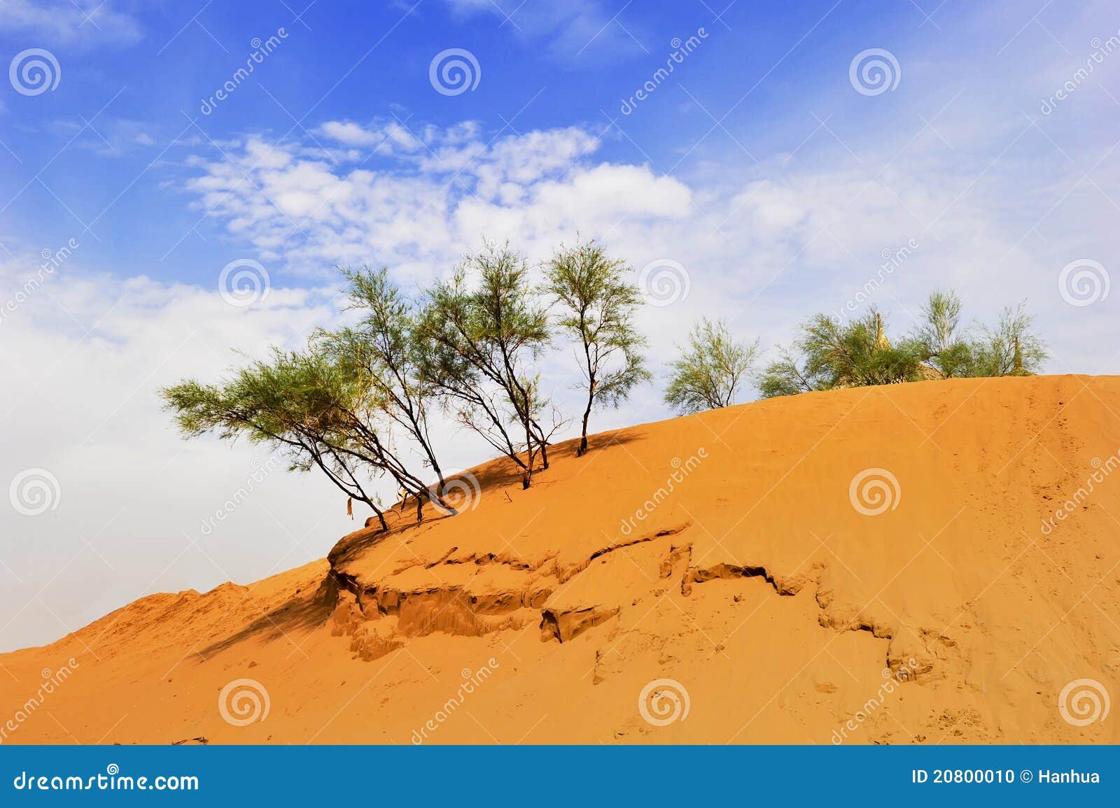 Desert and trees stock photo. Image of blue, white, wilderness - 20800010