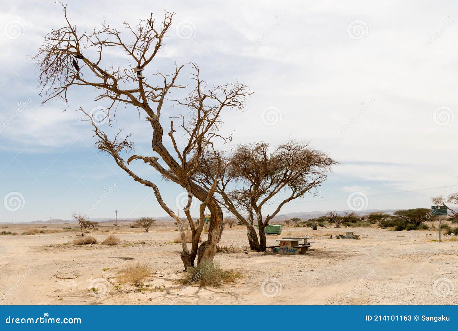 Desert Trees On Grassland Stock Photo | CartoonDealer.com #87641406
