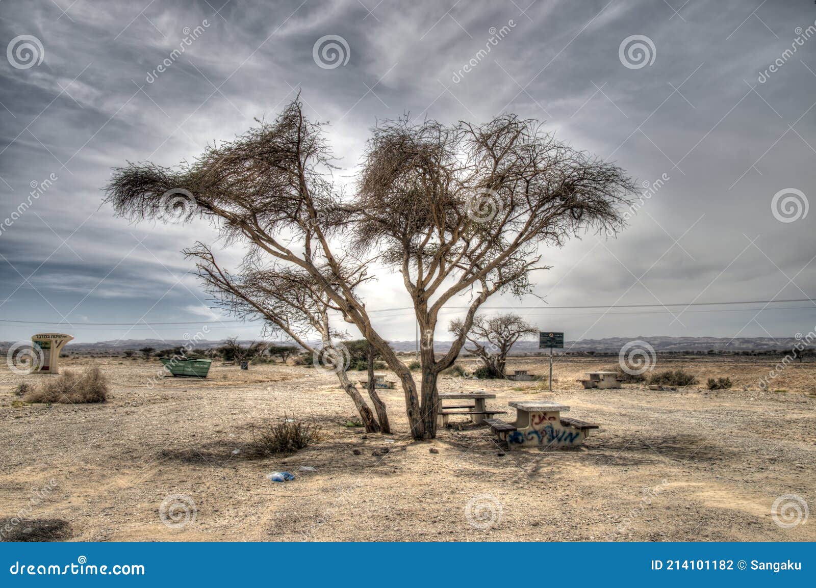 Desert Trees On Grassland Stock Photo | CartoonDealer.com #87641406