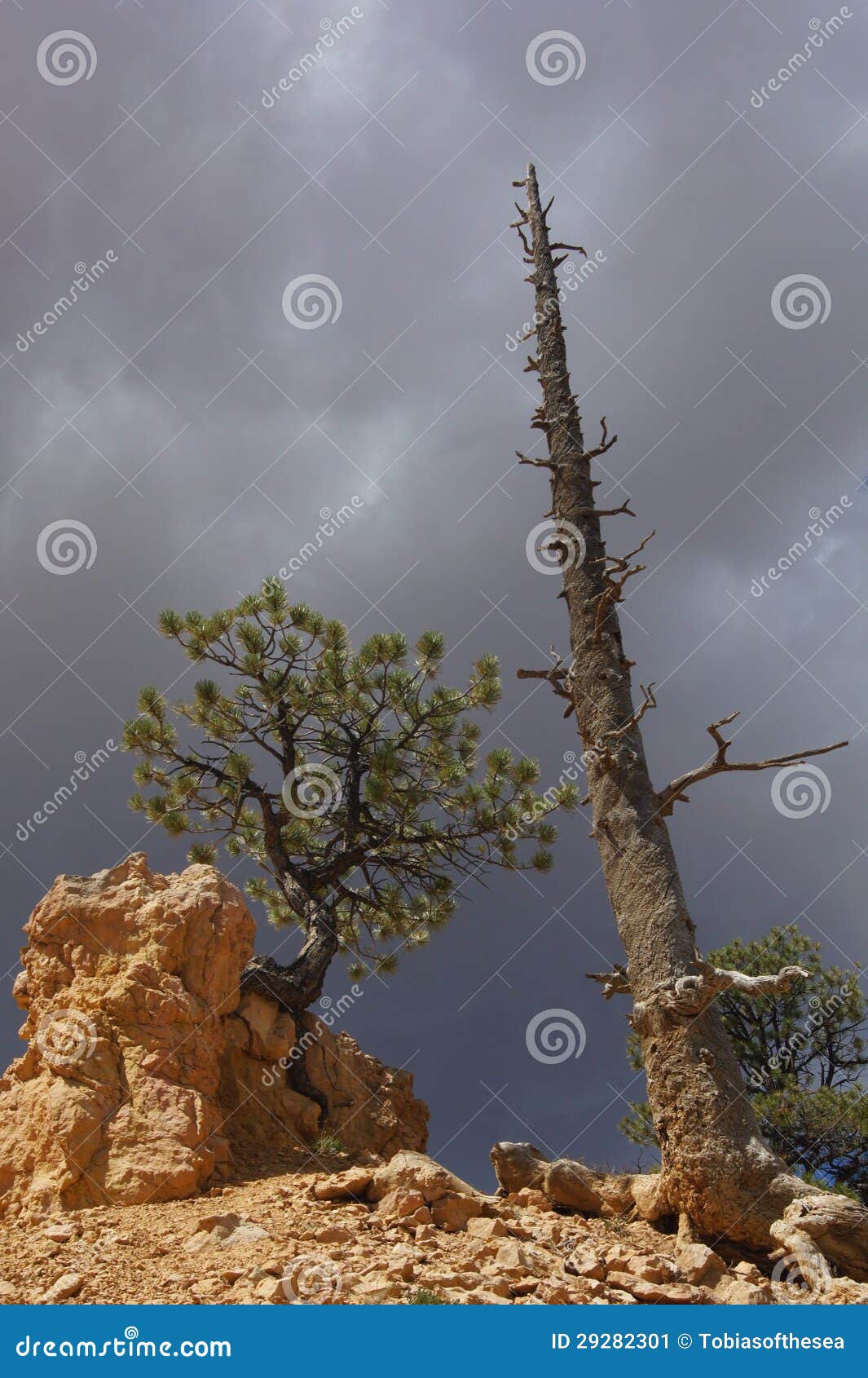 Desert Trees stock image. Image of hill, backpacking - 29282301