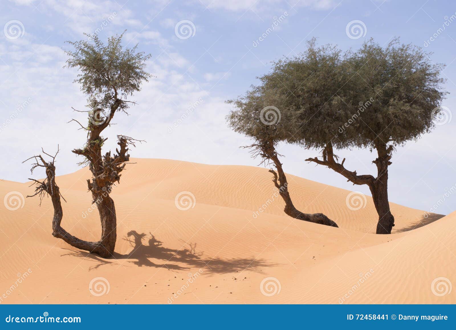 Desert Trees stock image. Image of oasis, tree, blue - 72458441