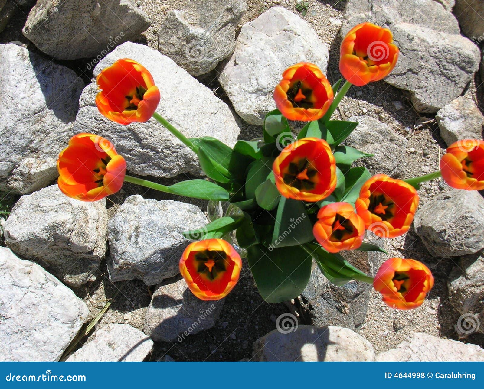 Desert Tulips stock photo. Image of orange, rock, flowers - 4644998