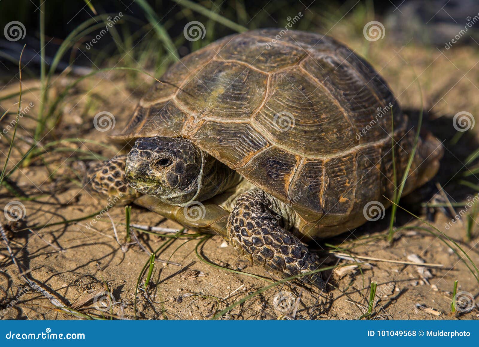 Desert Turtle in Wildlife, Close-up View Stock Photo - Image of brown ...