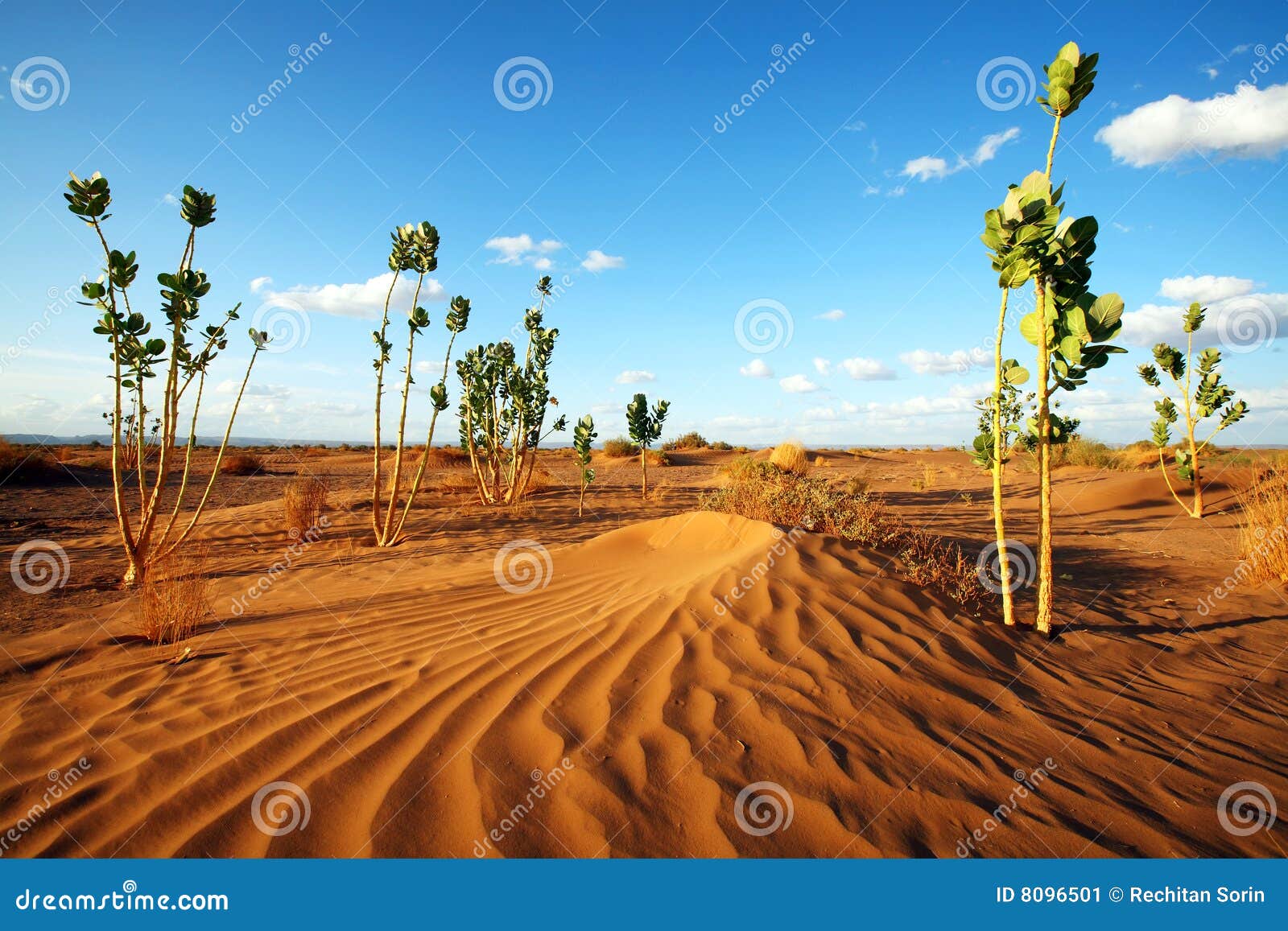 Desert vegetation stock image. Image of cloud, safari - 8096501