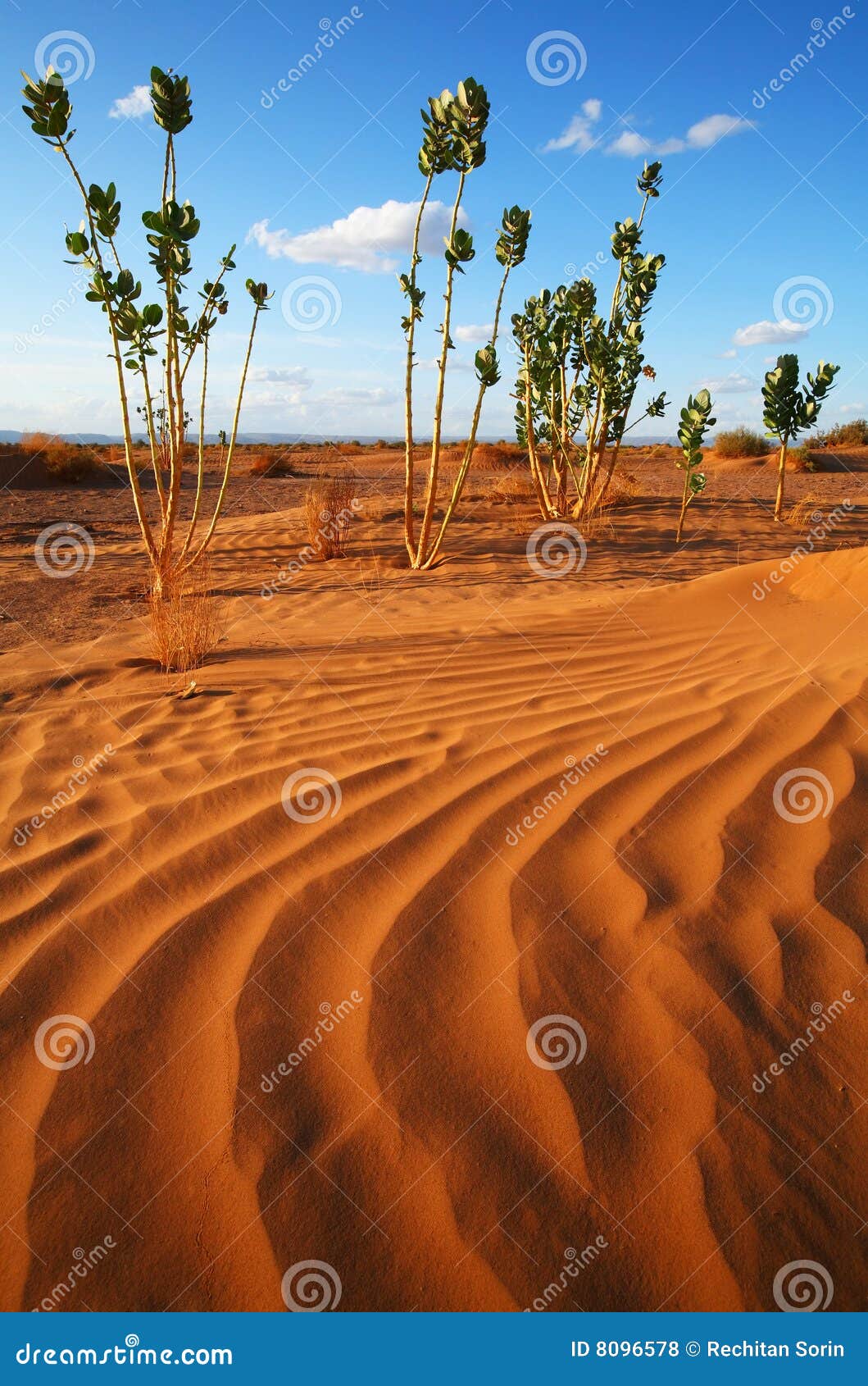Desert vegetation stock photo. Image of outdoor, dust - 8096578